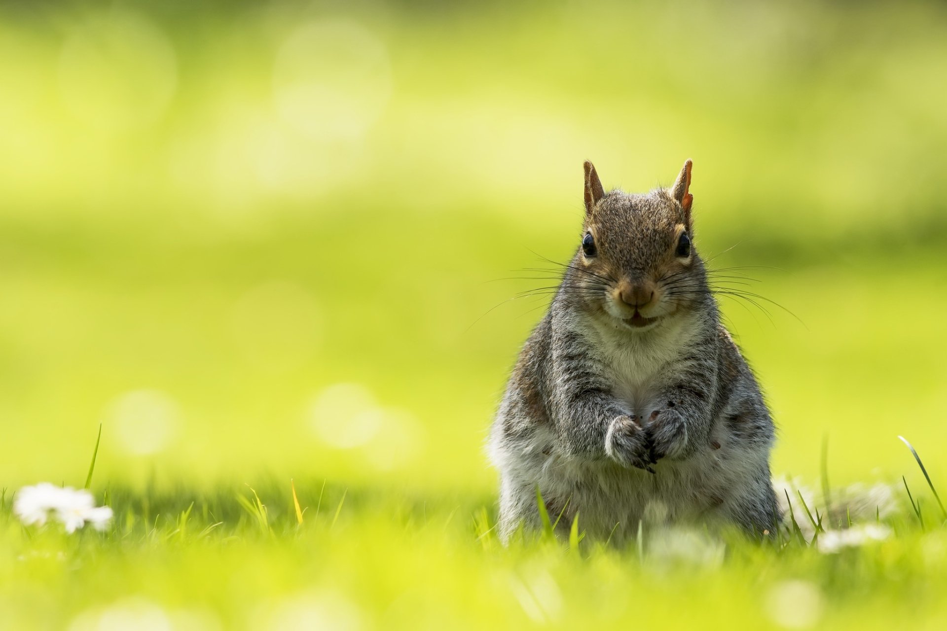 Download Rodent Animal Squirrel HD Wallpaper