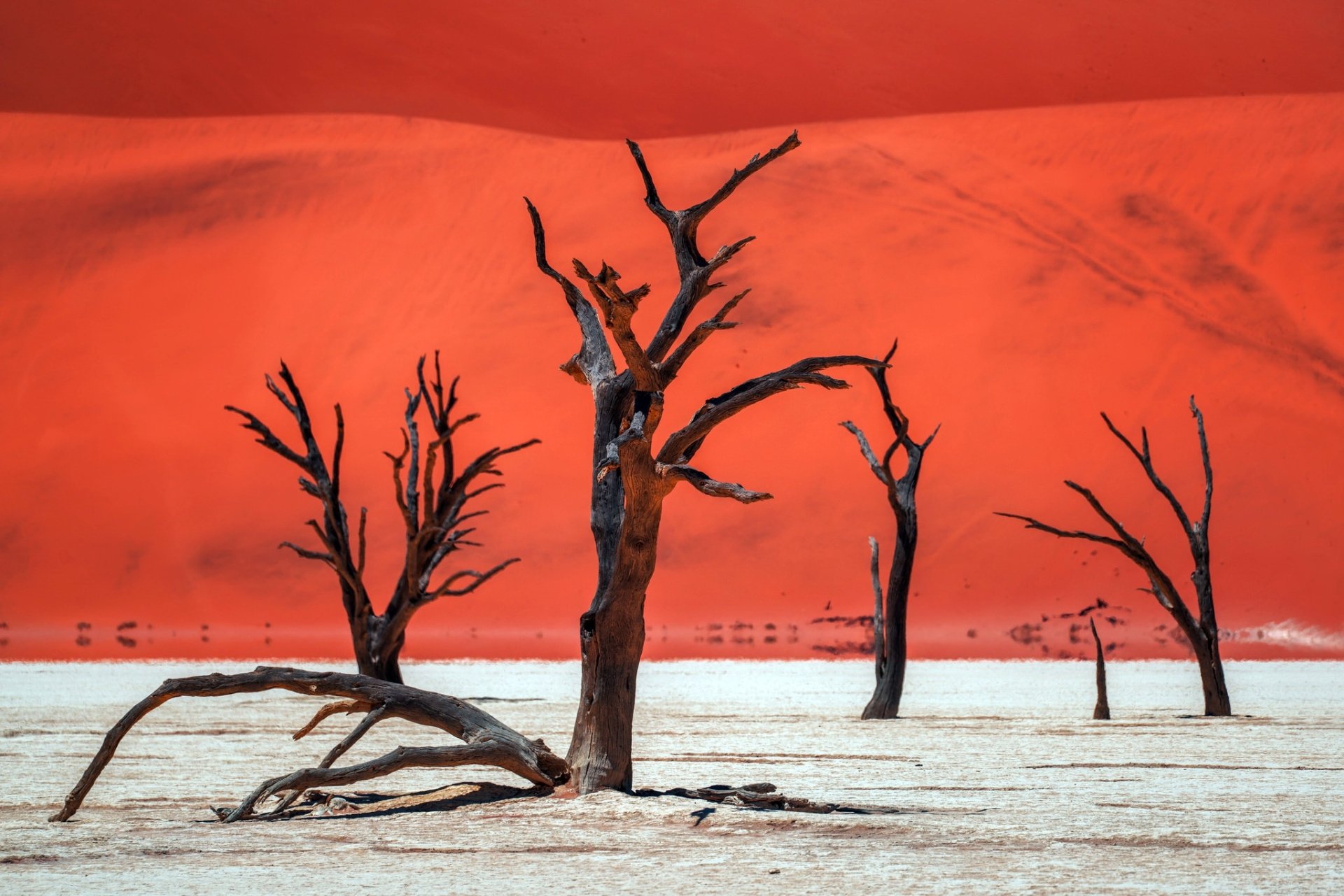 Echoes of Life: Dead Trees Against Majestic Desert Sand Dunes HD Wallpaper