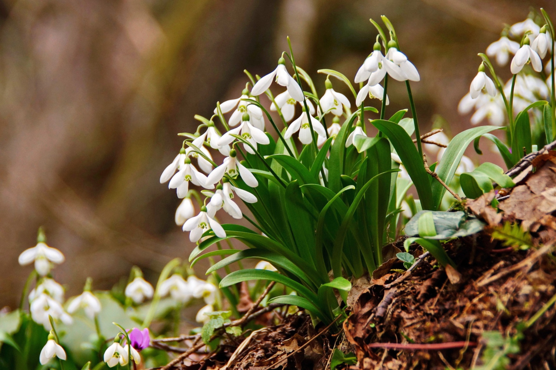 Download White Flower Flower Nature Snowdrop HD Wallpaper