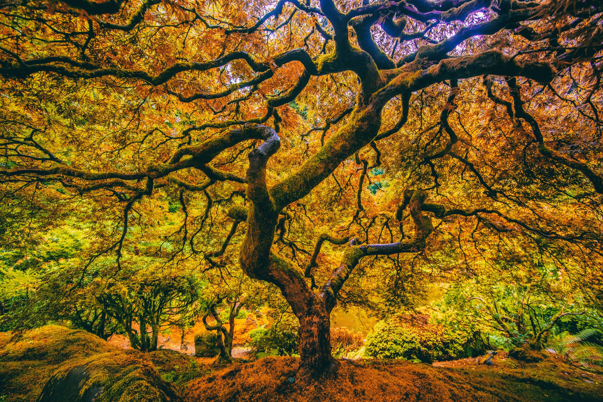 Nature Tree HD Wallpaper