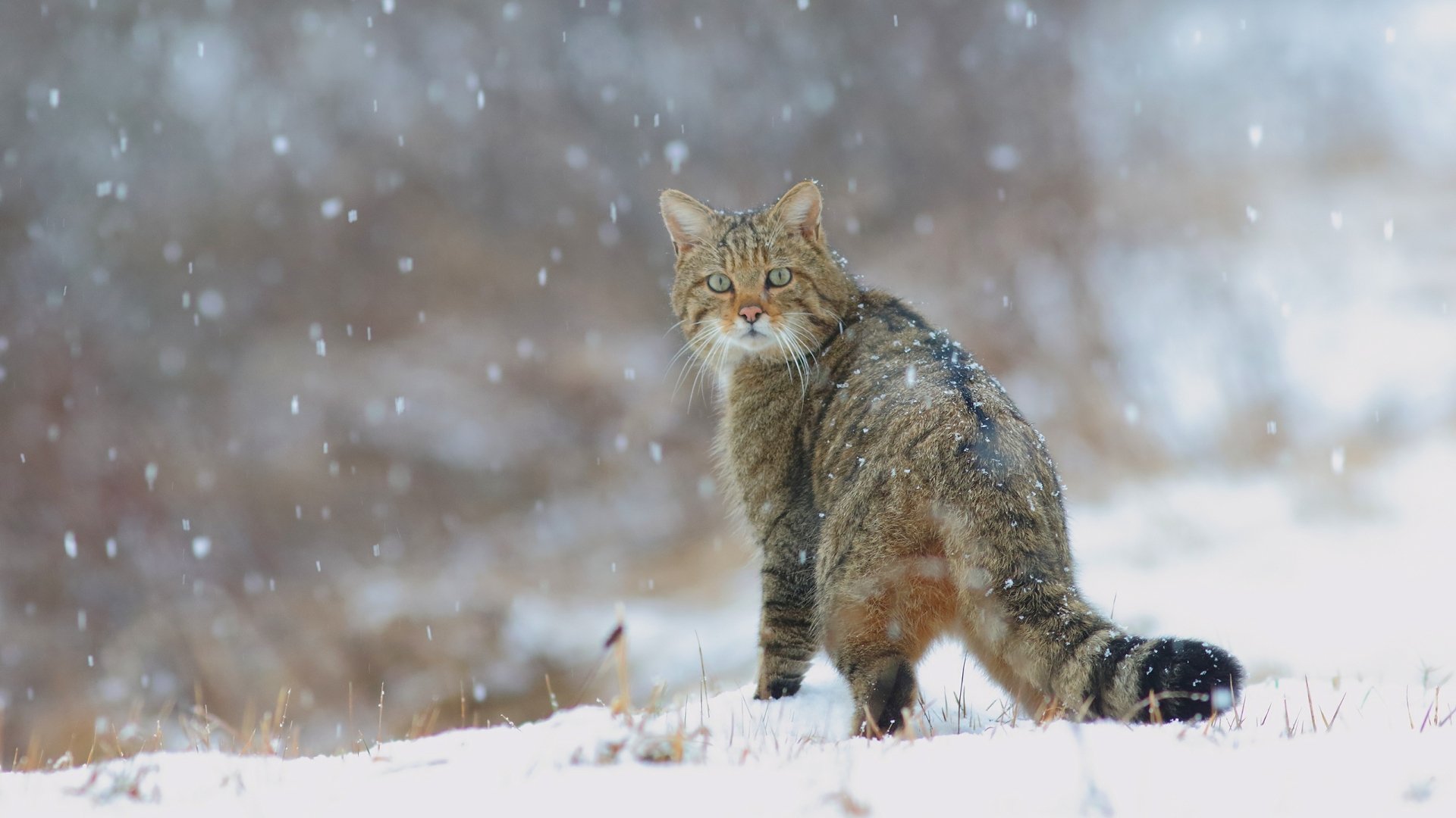 Majestic Winter Cat in Snowfall – HD Animal Wallpaper