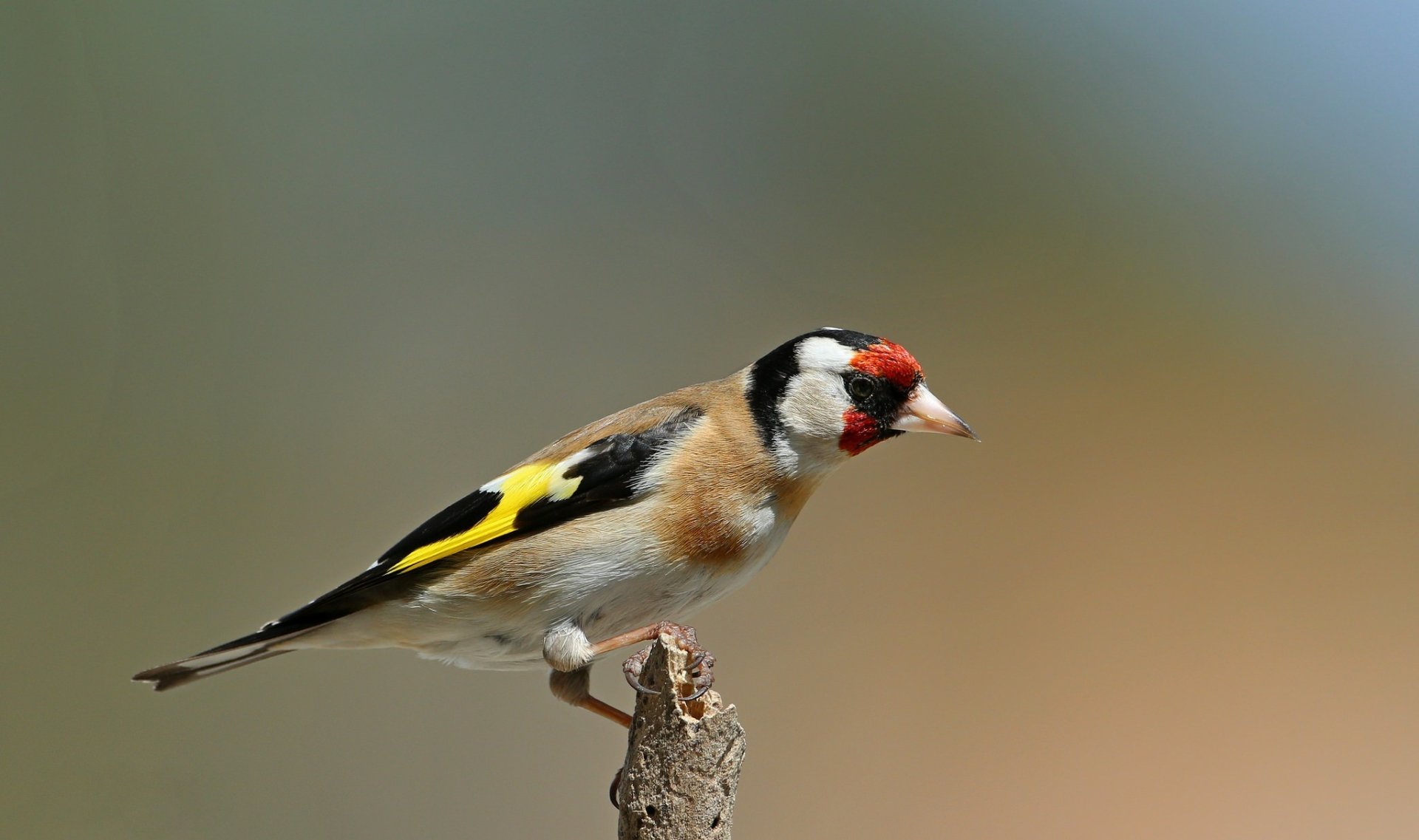 Download European Goldfinch Bird Animal Goldfinch HD Wallpaper