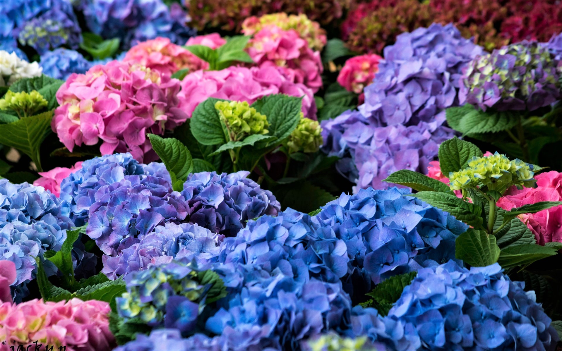 Download Blue Flower Purple Flower Pink Flower Flower Nature Hydrangea ...