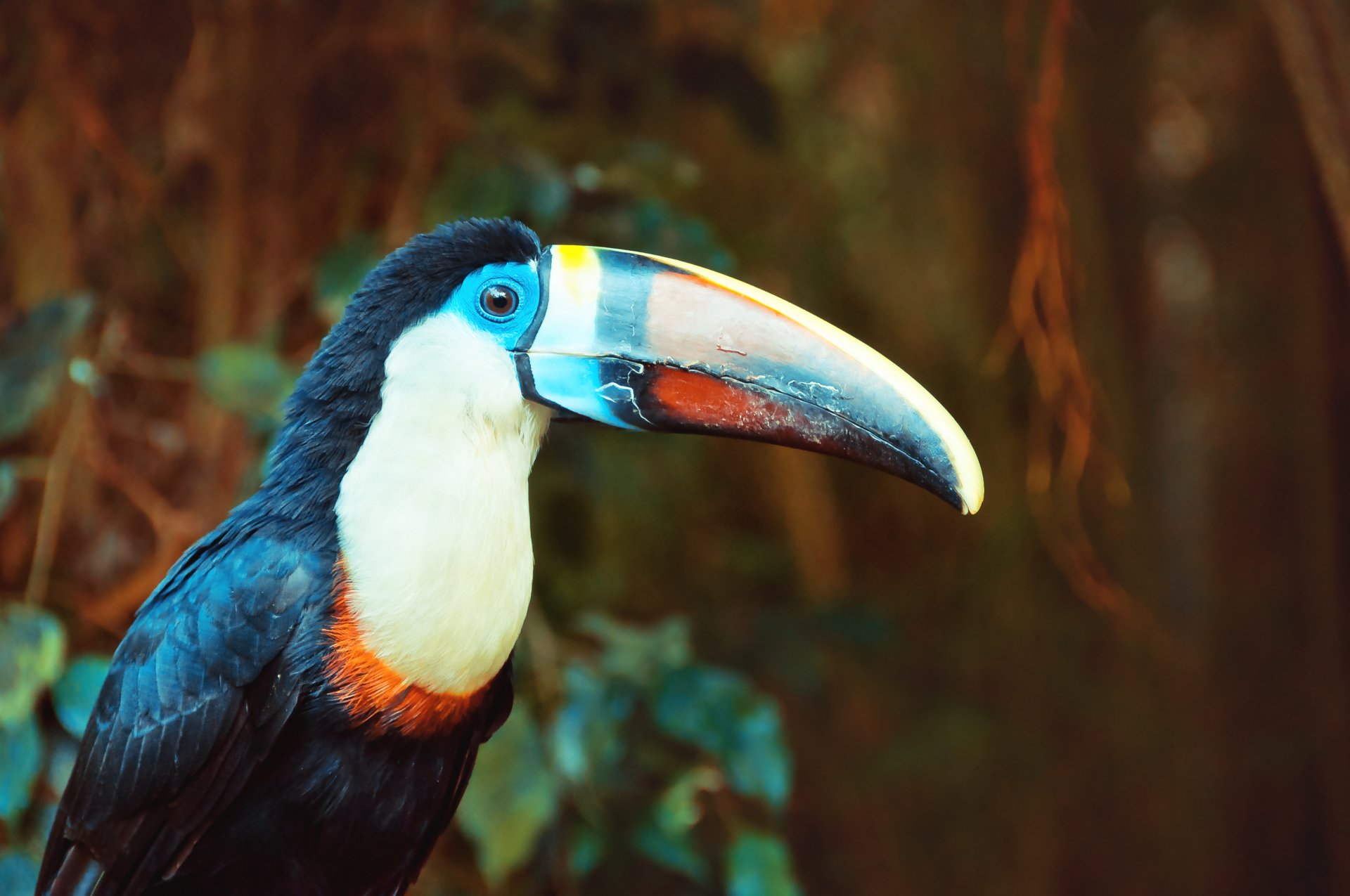 Animal Toucan HD Wallpaper
