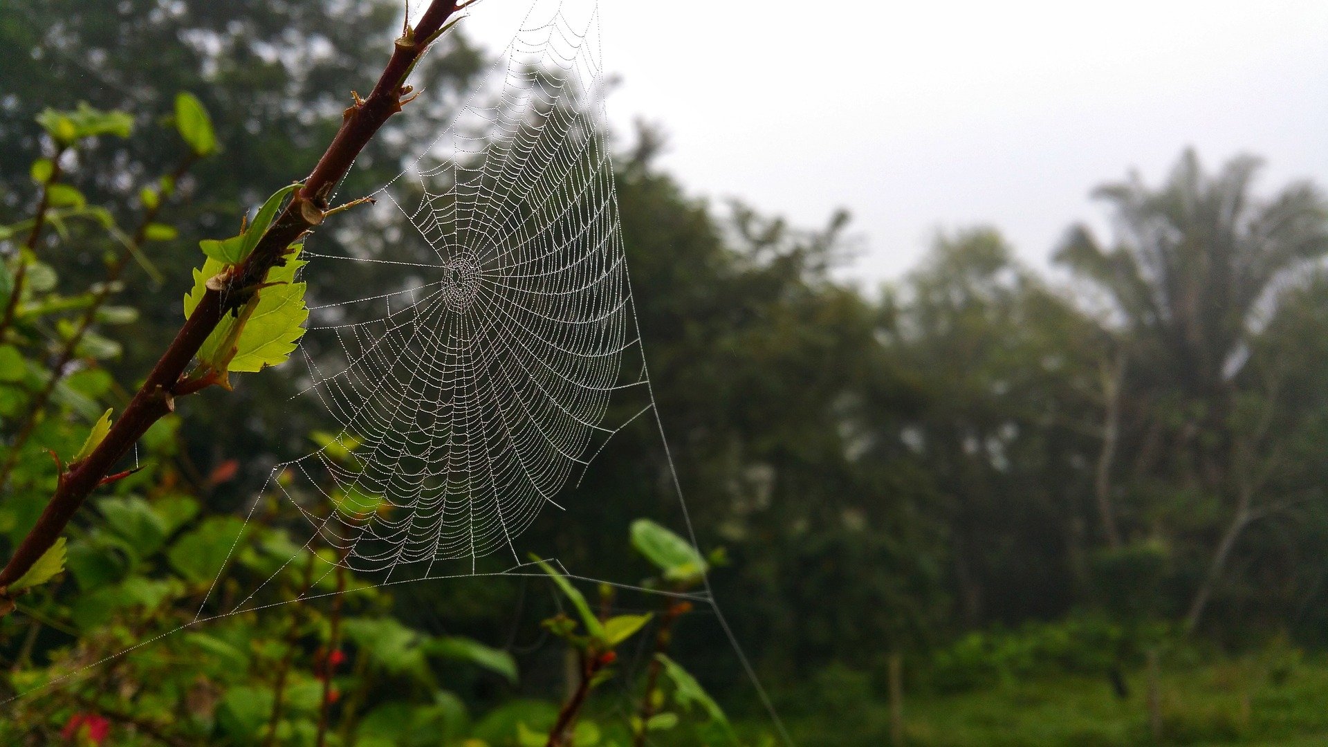 Download Nature Branch Photography Spider Web HD Wallpaper by Ronald Plett
