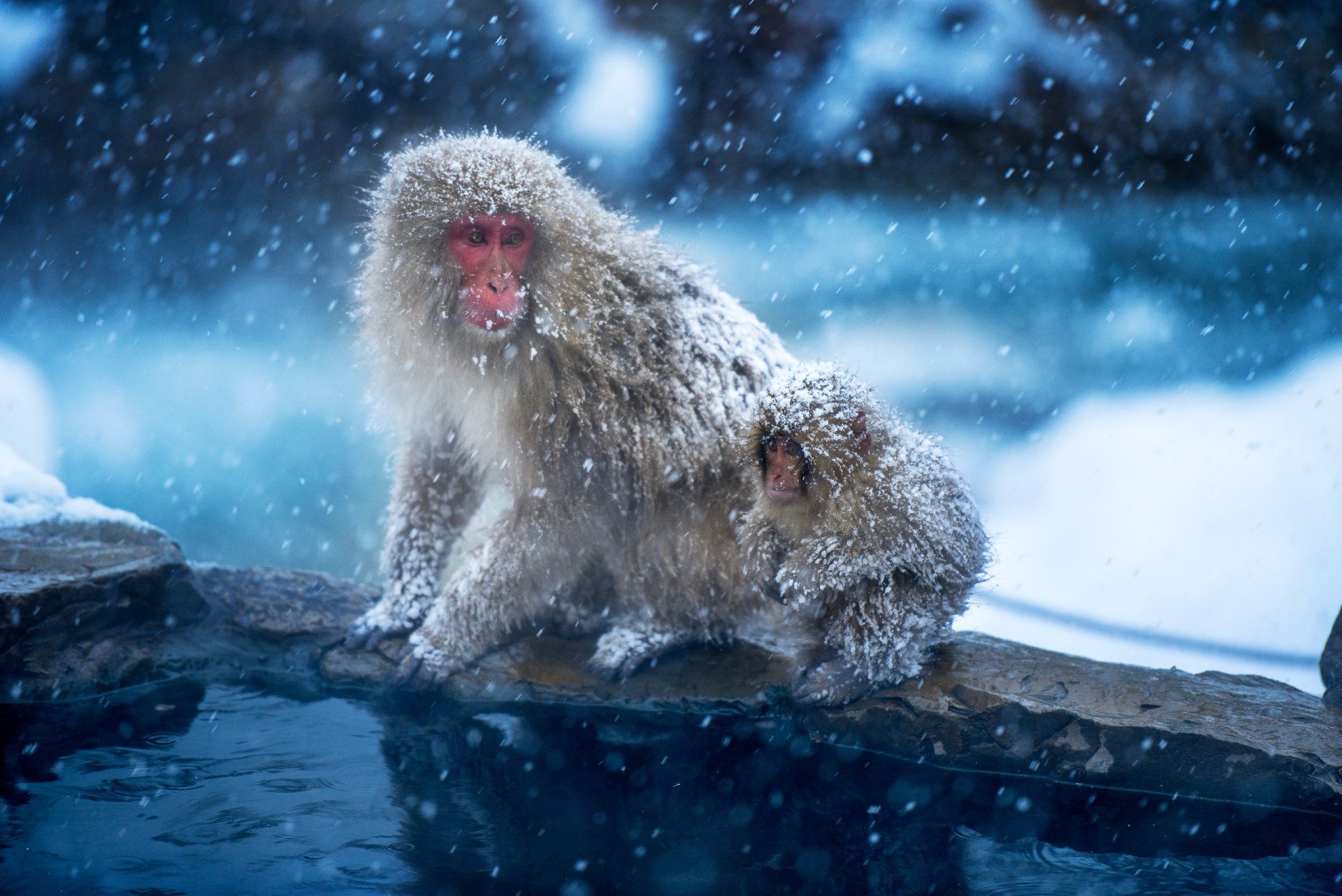 Japanese Macaque HD Wallpaper