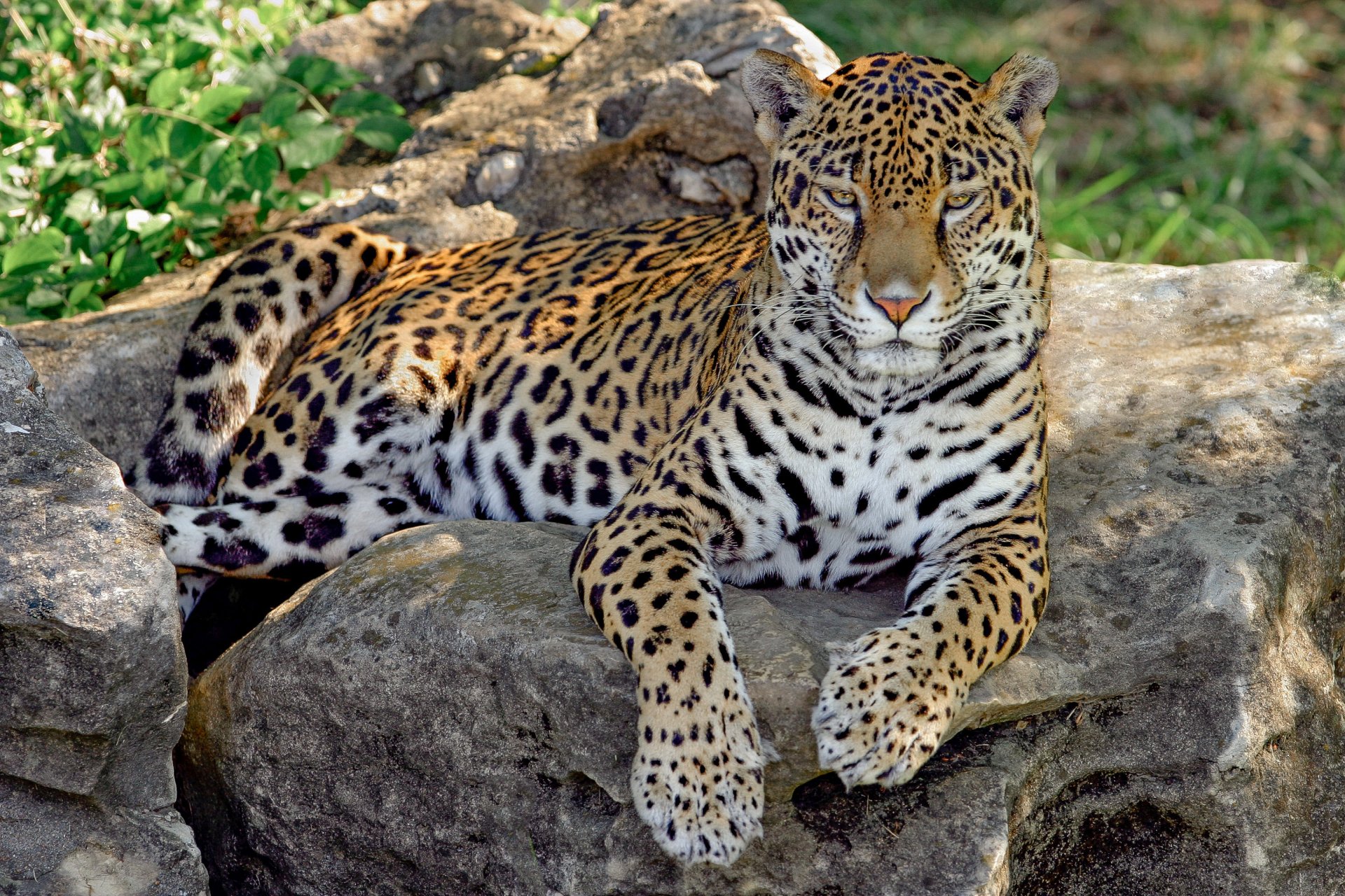 Majestic Jaguar HD Wallpaper: Wild Elegance in Nature | 3072x2048 ...