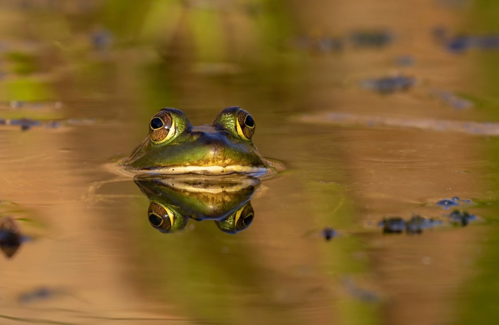 Download Water Amphibian Animal Frog HD Wallpaper