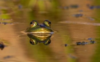 Download Water Amphibian Frog Animal PFP