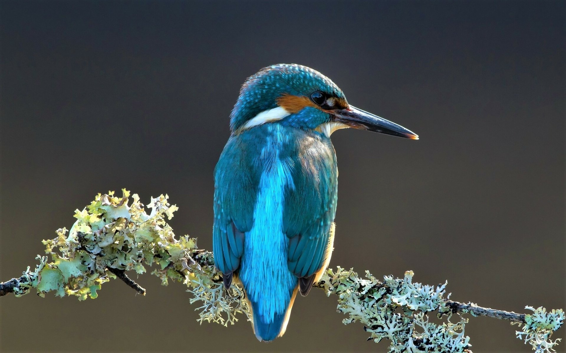 Common (Eurasian) (Small Blue) Kingfisher - alcedo atthis