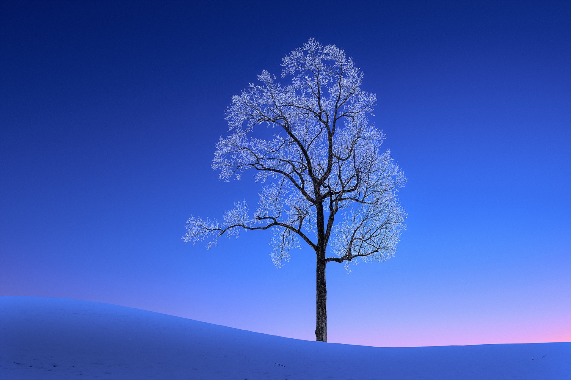 Winter Tree