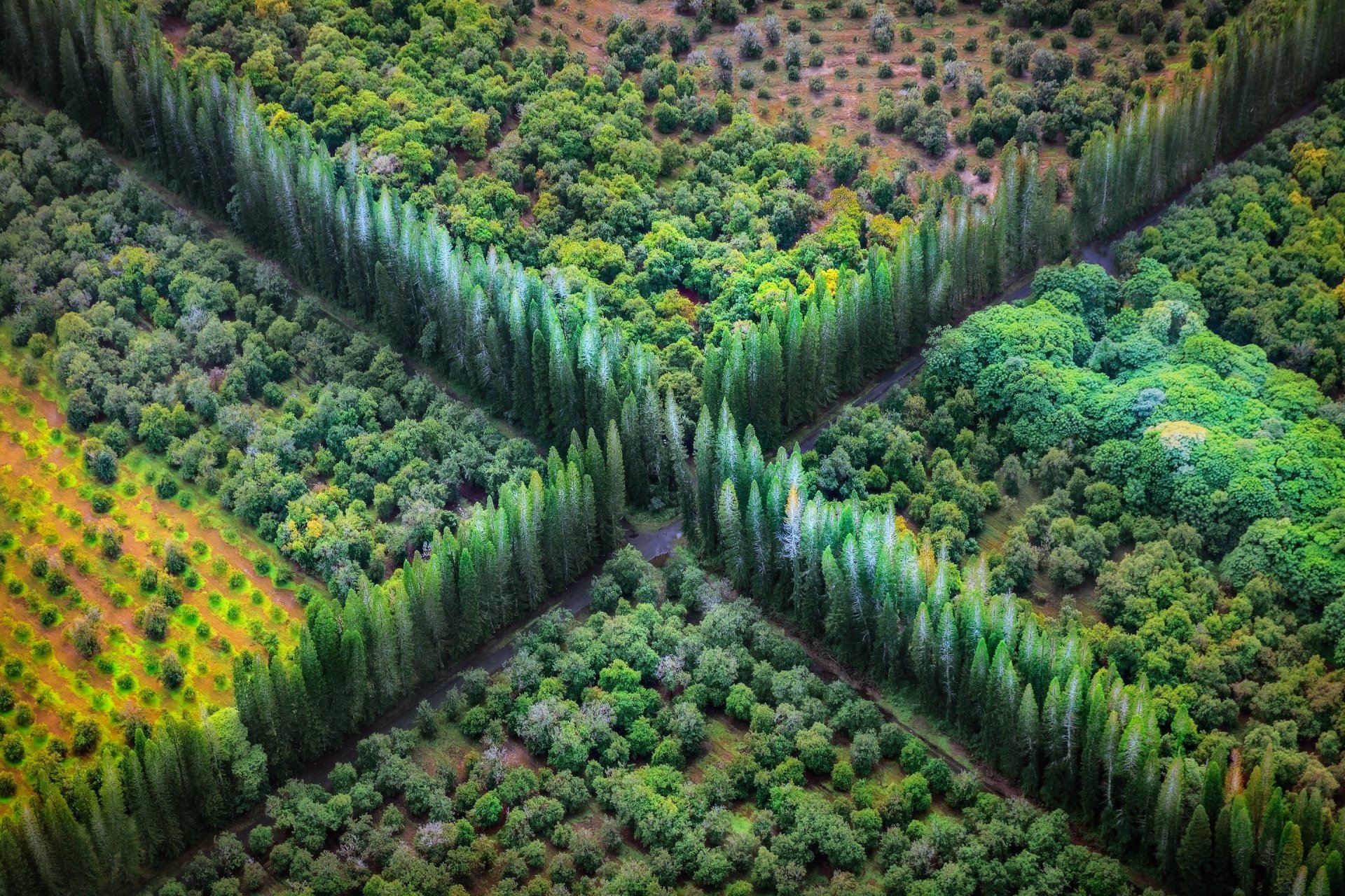 Aerial Harmony: Stunning HD Nature Tree Patterns in Perfect Symmetry