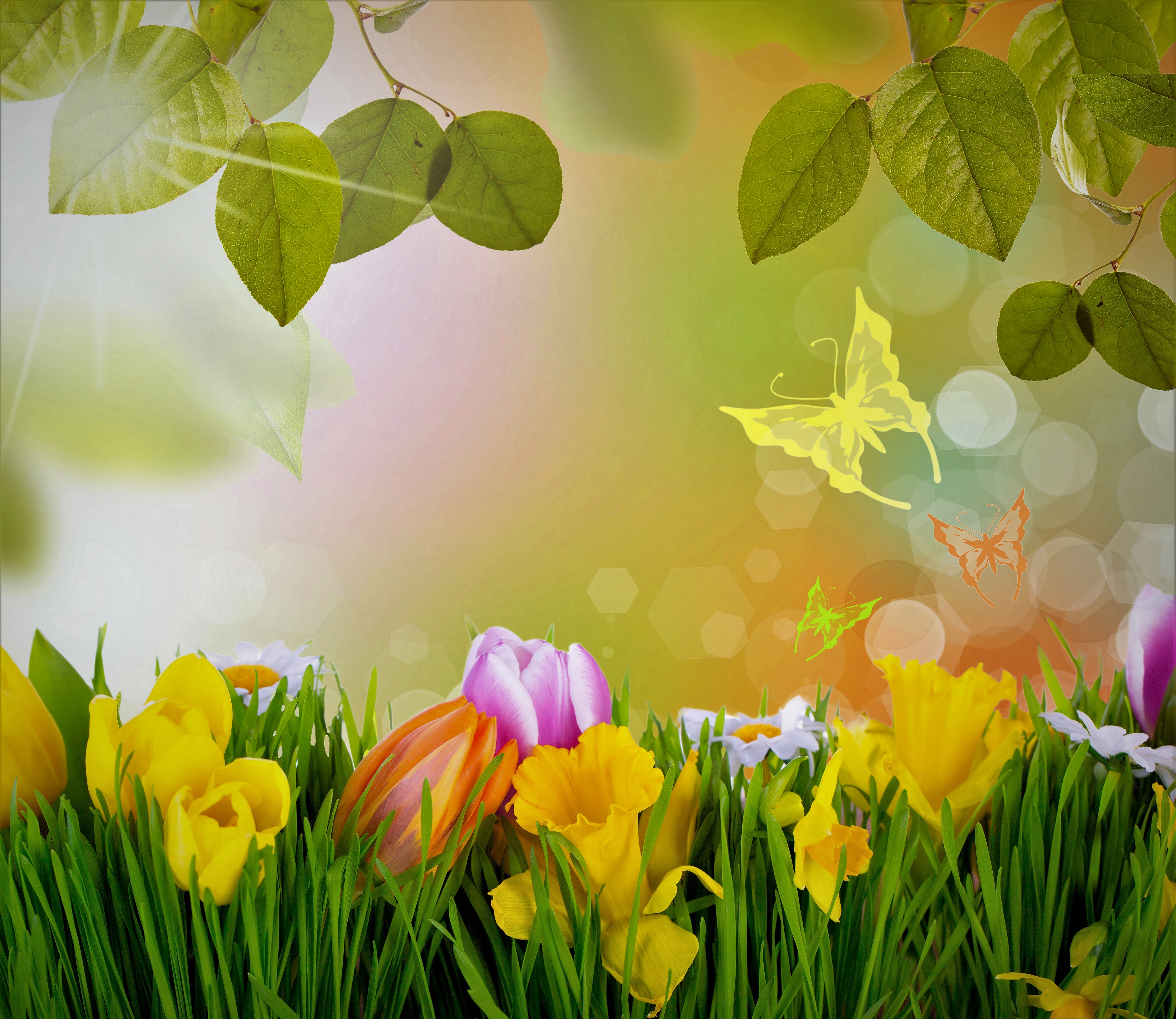 Download Butterfly Leaf Colorful Colors Daffodil Grass Artistic Spring ...
