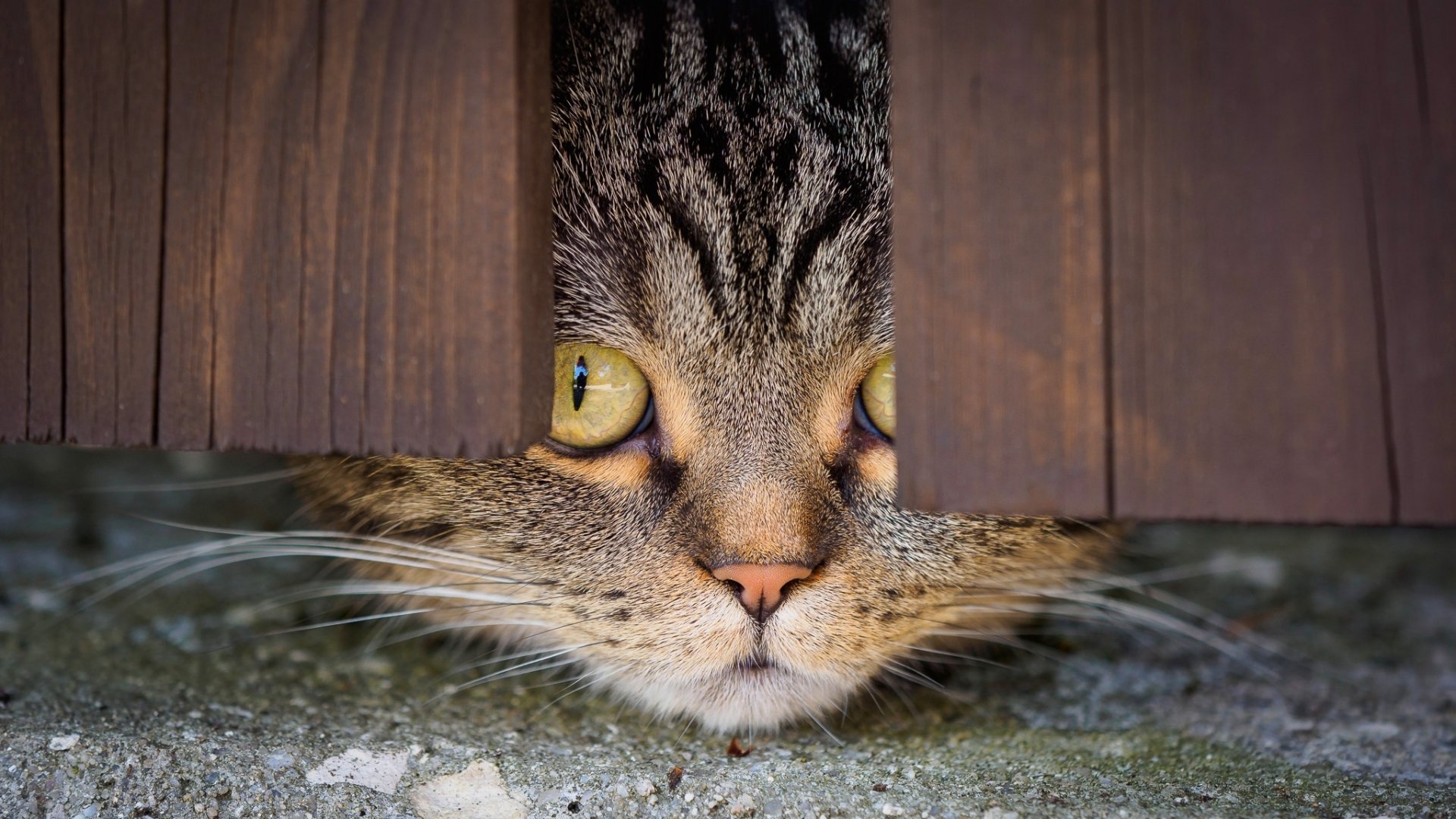 Majestic Cat Stare: HD Close-Up Wallpaper of an Intense Feline Gaze ...