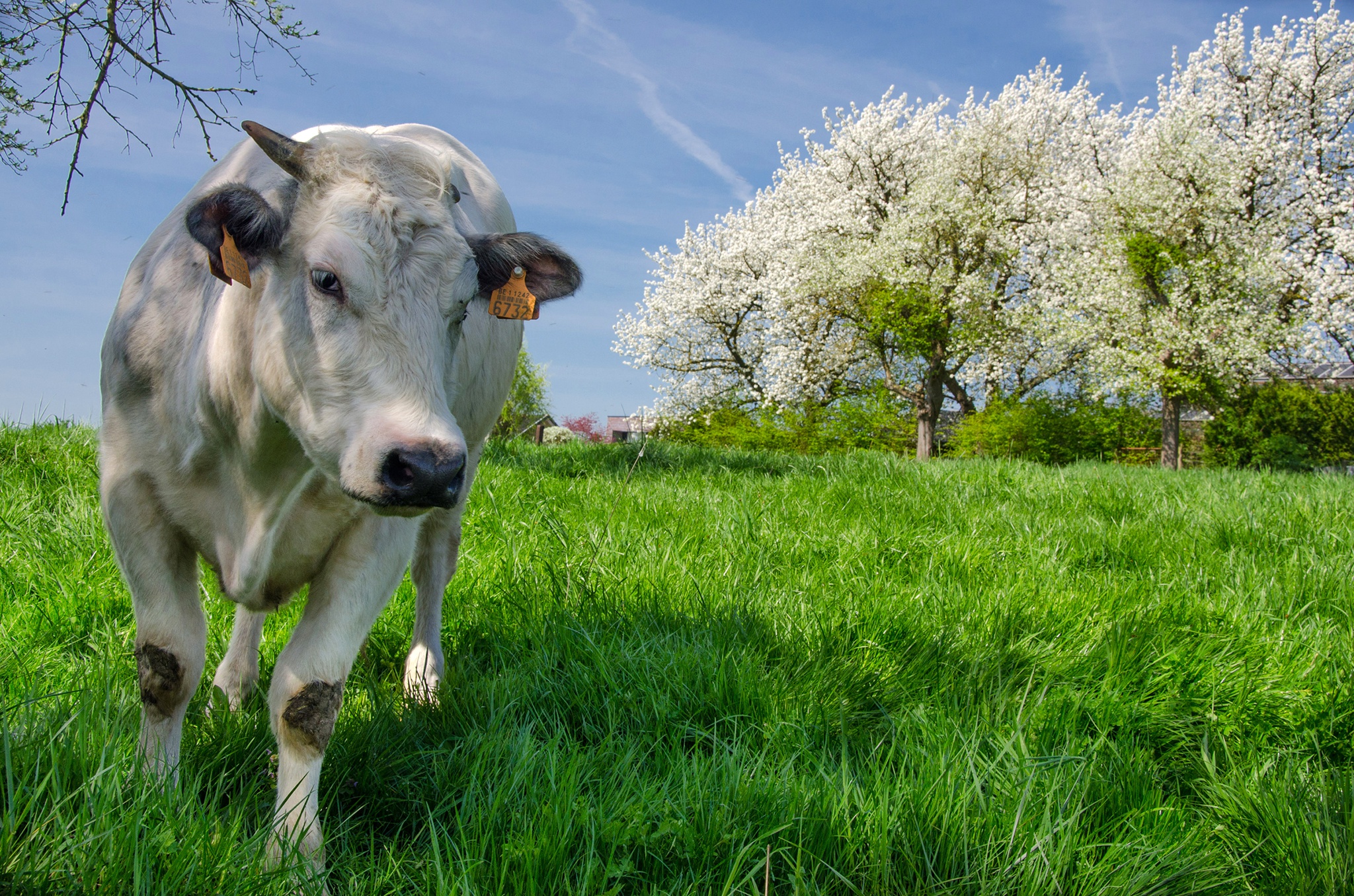 Spring Pastures: HD Cow in Lush Green Grass