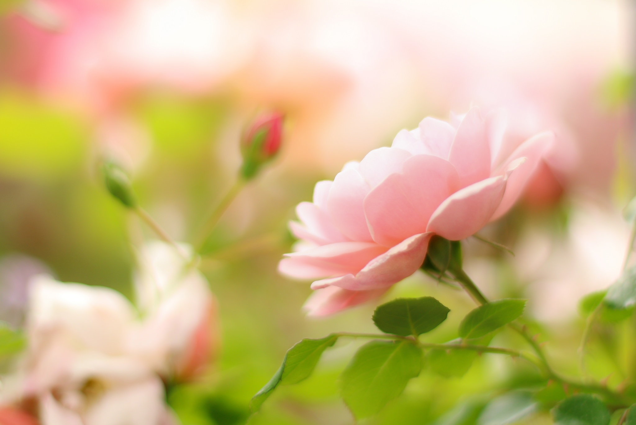 HD Close-Up of a Delicate Pink Rose in Bloom