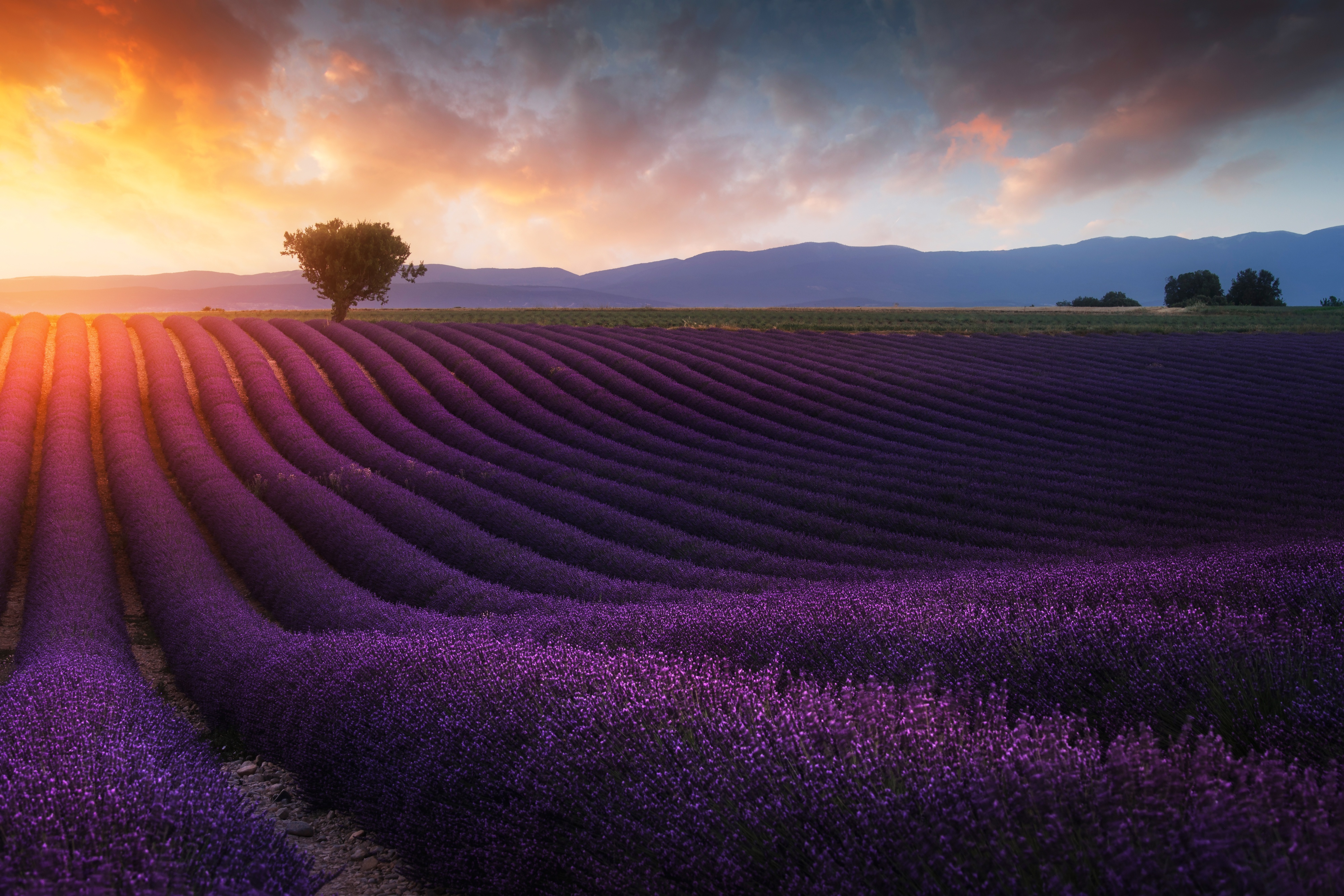 Sunset Over Lavender Fields – Stunning 4K Summer Nature Wallpaper