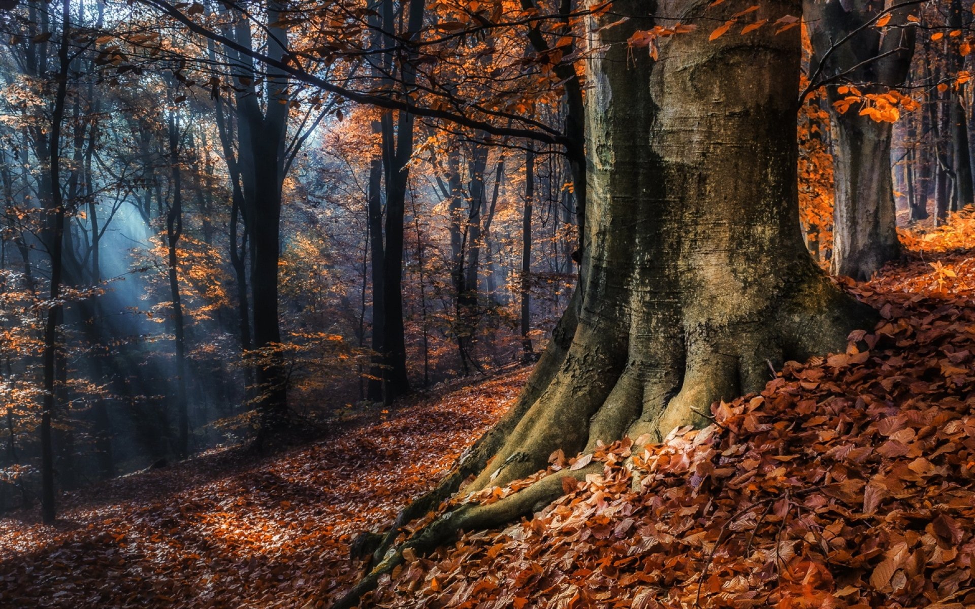 Sunlit Autumn Forest: Nature's Golden Embrace in HD