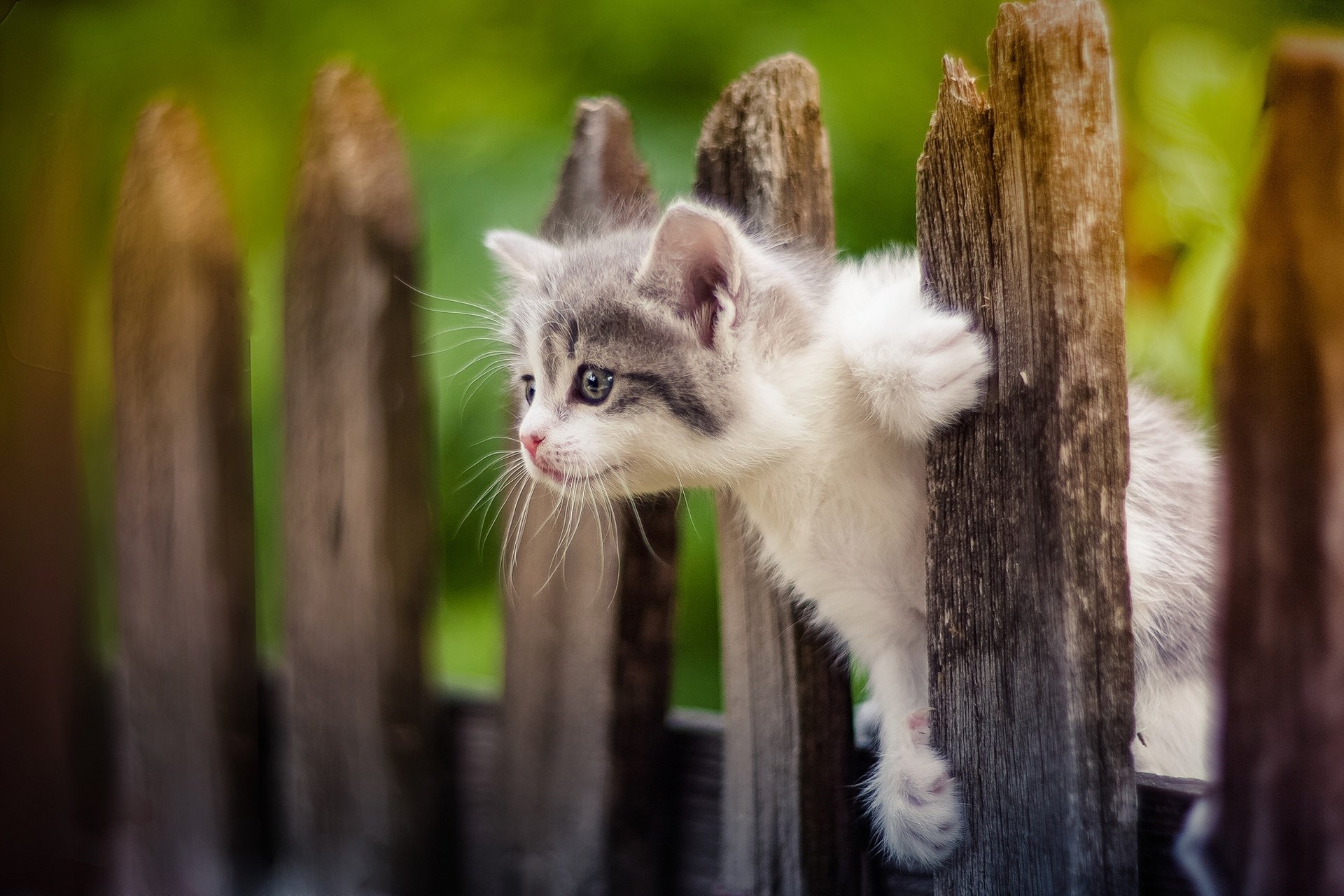Curious Cat Peek – HD Animal Wallpaper | 1920x1280 | Wallpaper Abyss
