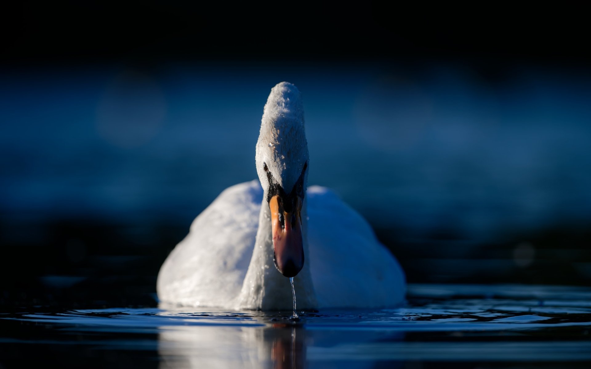 Midnight Glide — HD Mute Swan Wallpaper