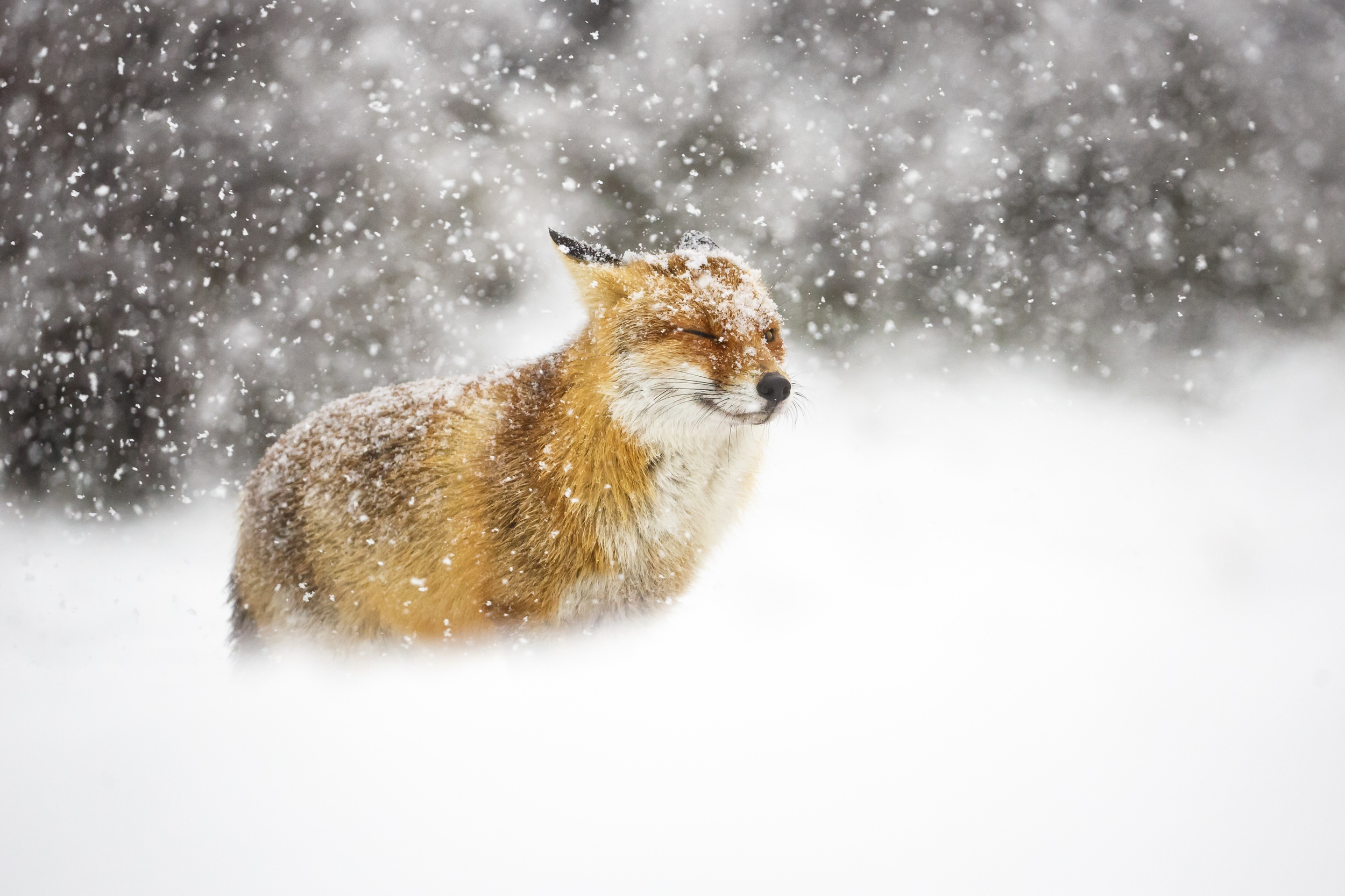 Fox Wallpaper Winter Freezing This Red Fox Was Relocating Some Meat