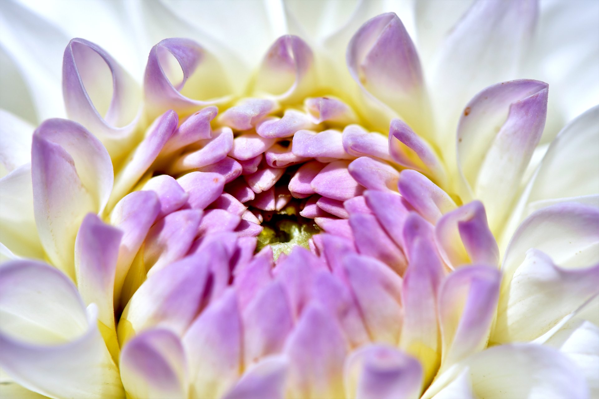 Download Nature Flower 4k Ultra HD Wallpaper