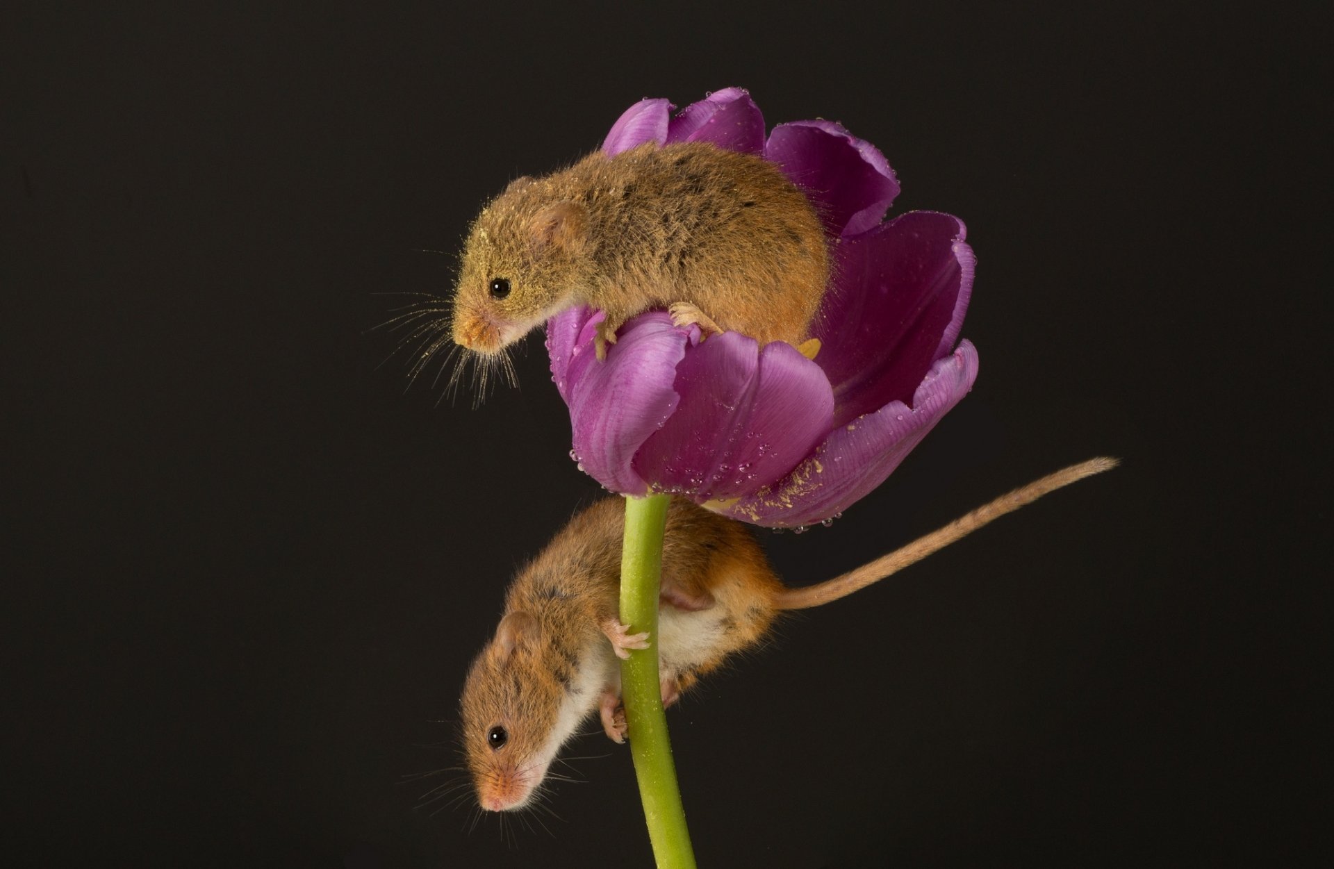Download Tulip Rodent Animal Mouse HD Wallpaper