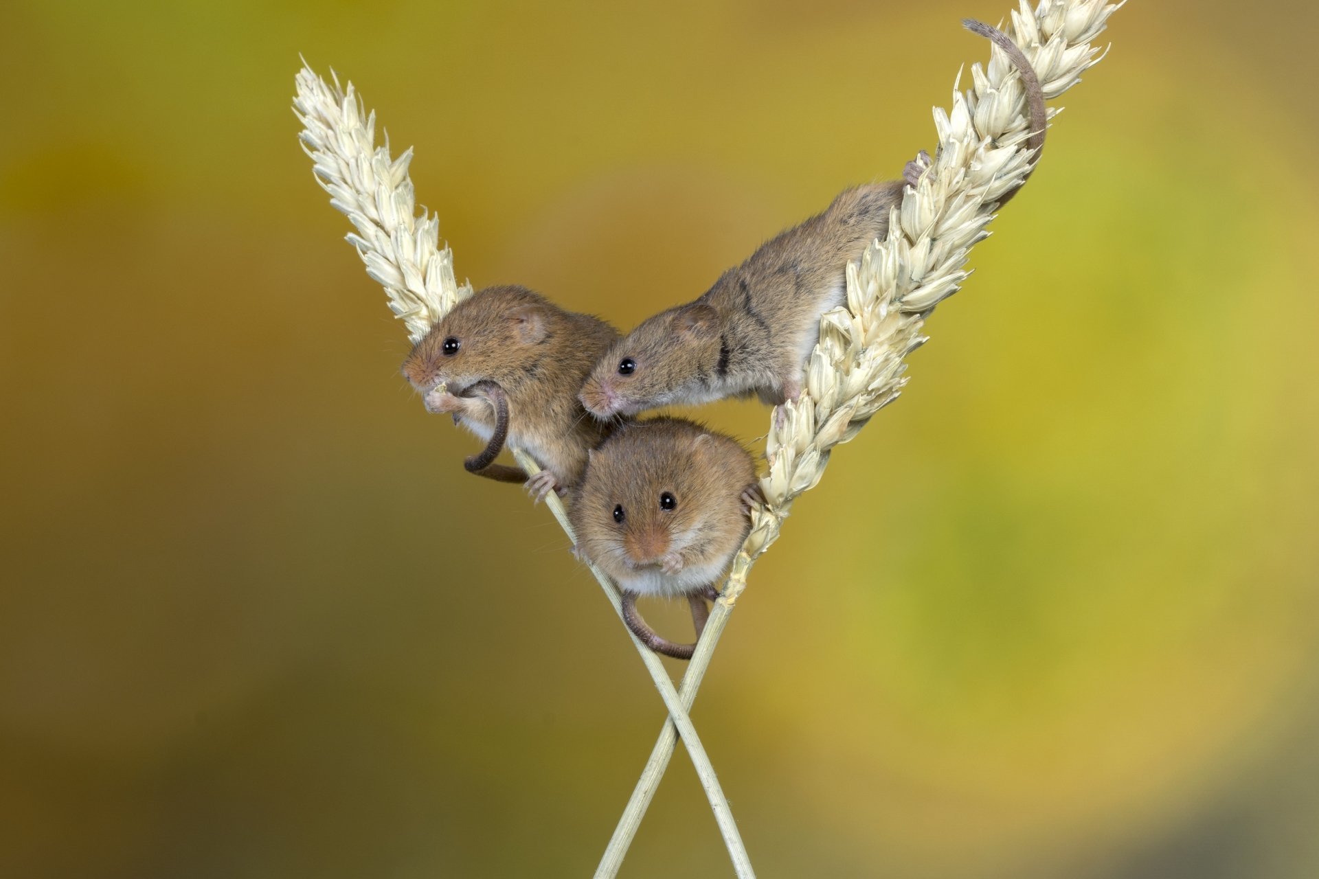 Ultra HD Mouse Trio in Nature – Stunning 4K Rodent Wallpaper