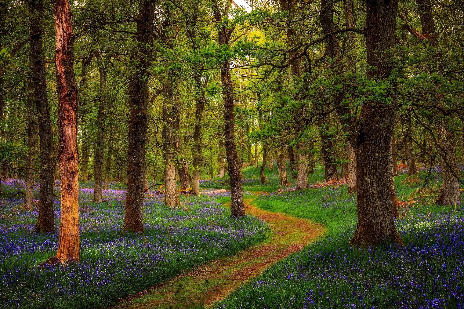 Peaceful Forest Path - Nature HD Wallpaper