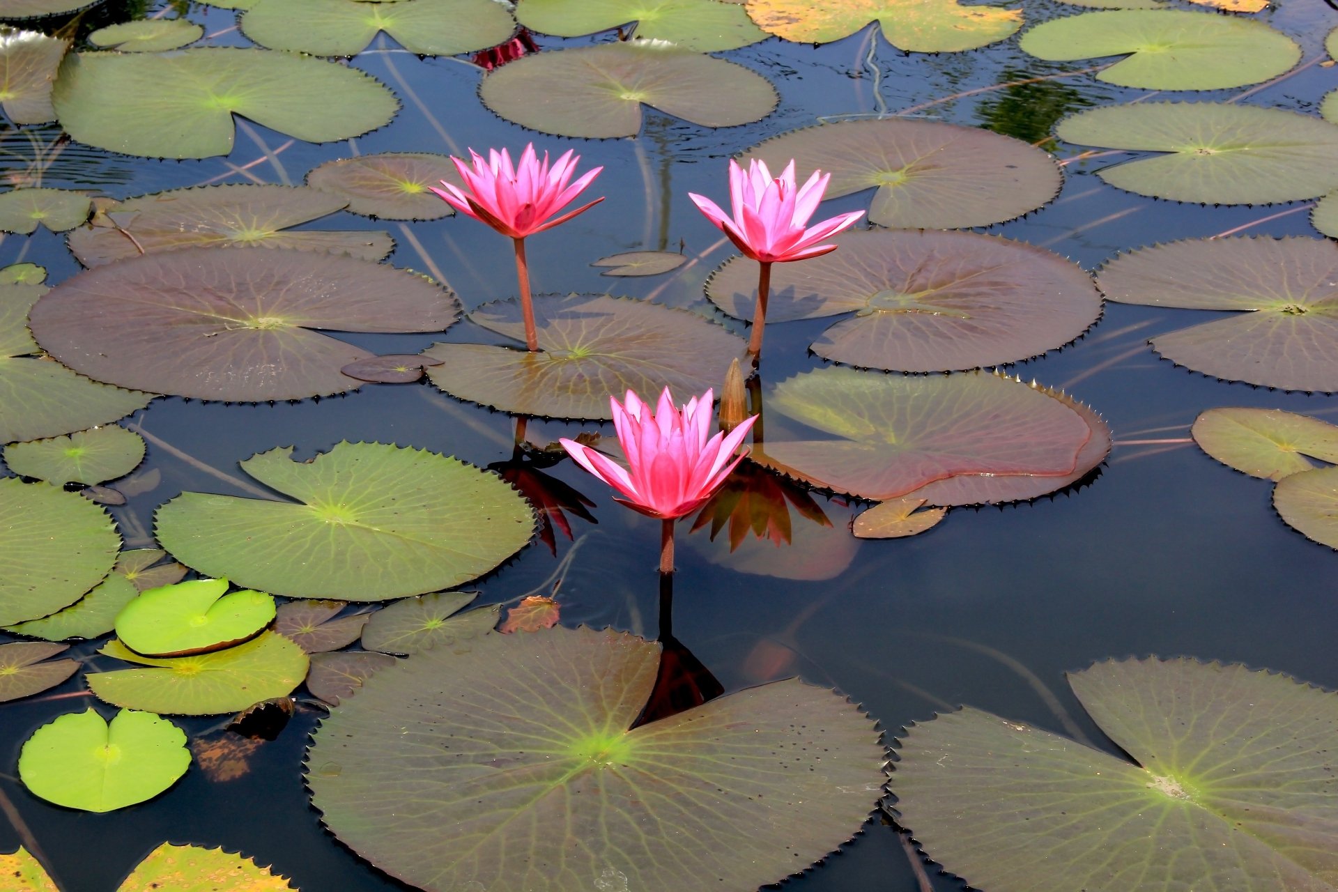 4K Ultra HD Pink Lotus Bloom: Nature's Elegant Flower Masterpiece ...