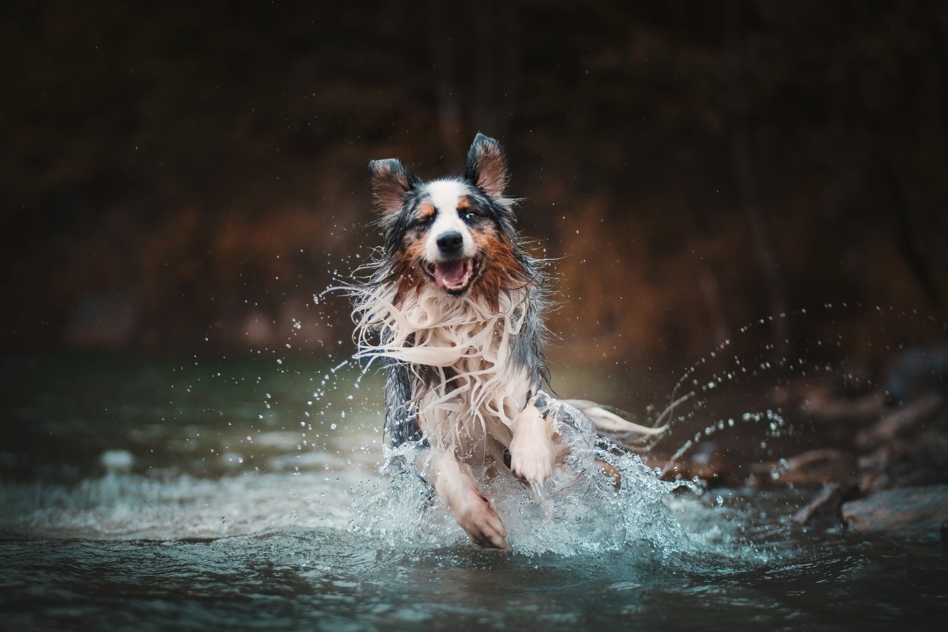 Download Splash Dog Animal Australian Shepherd HD Wallpaper
