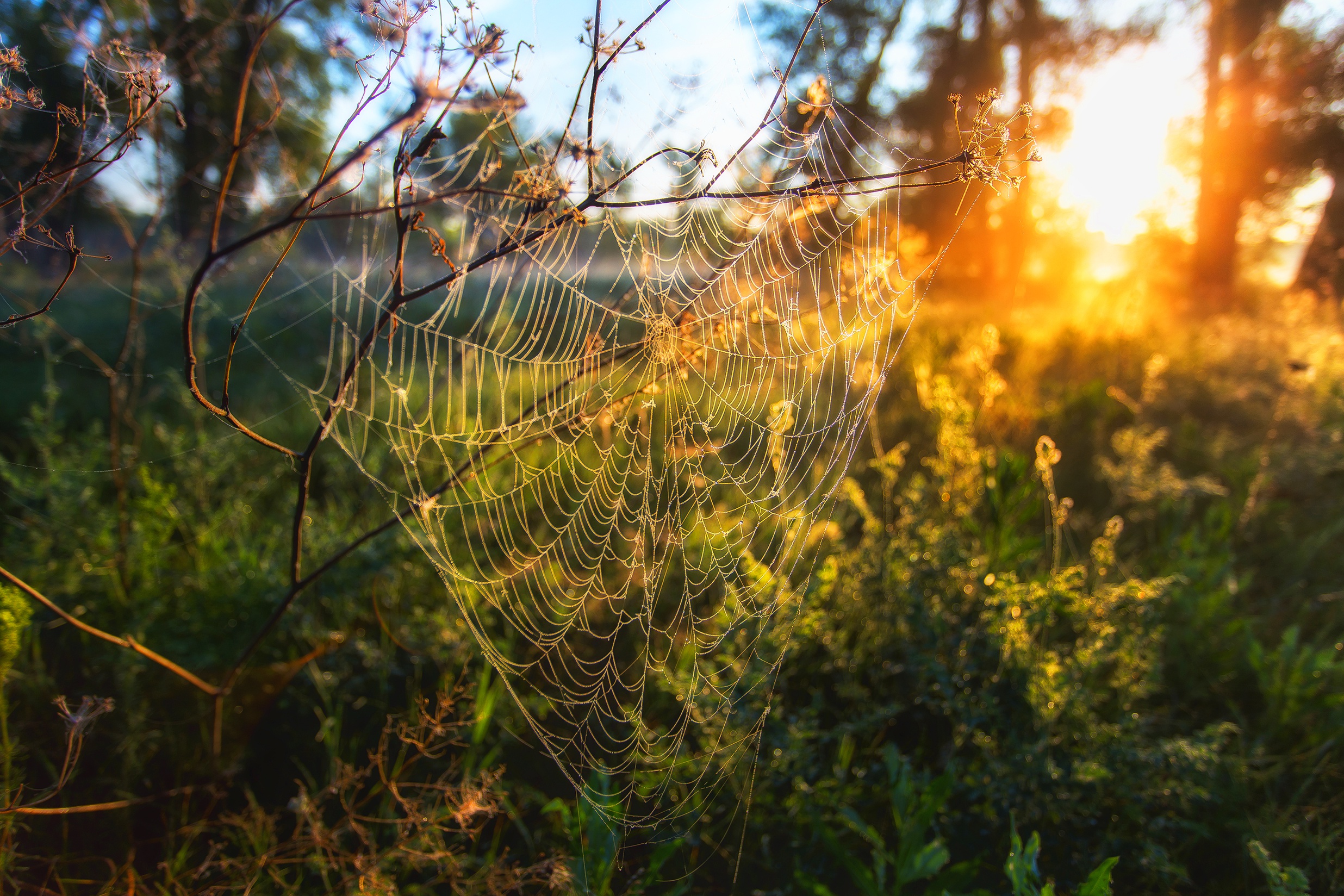 Download Close-up Sunbeam Nature Photography Spider Web HD Wallpaper