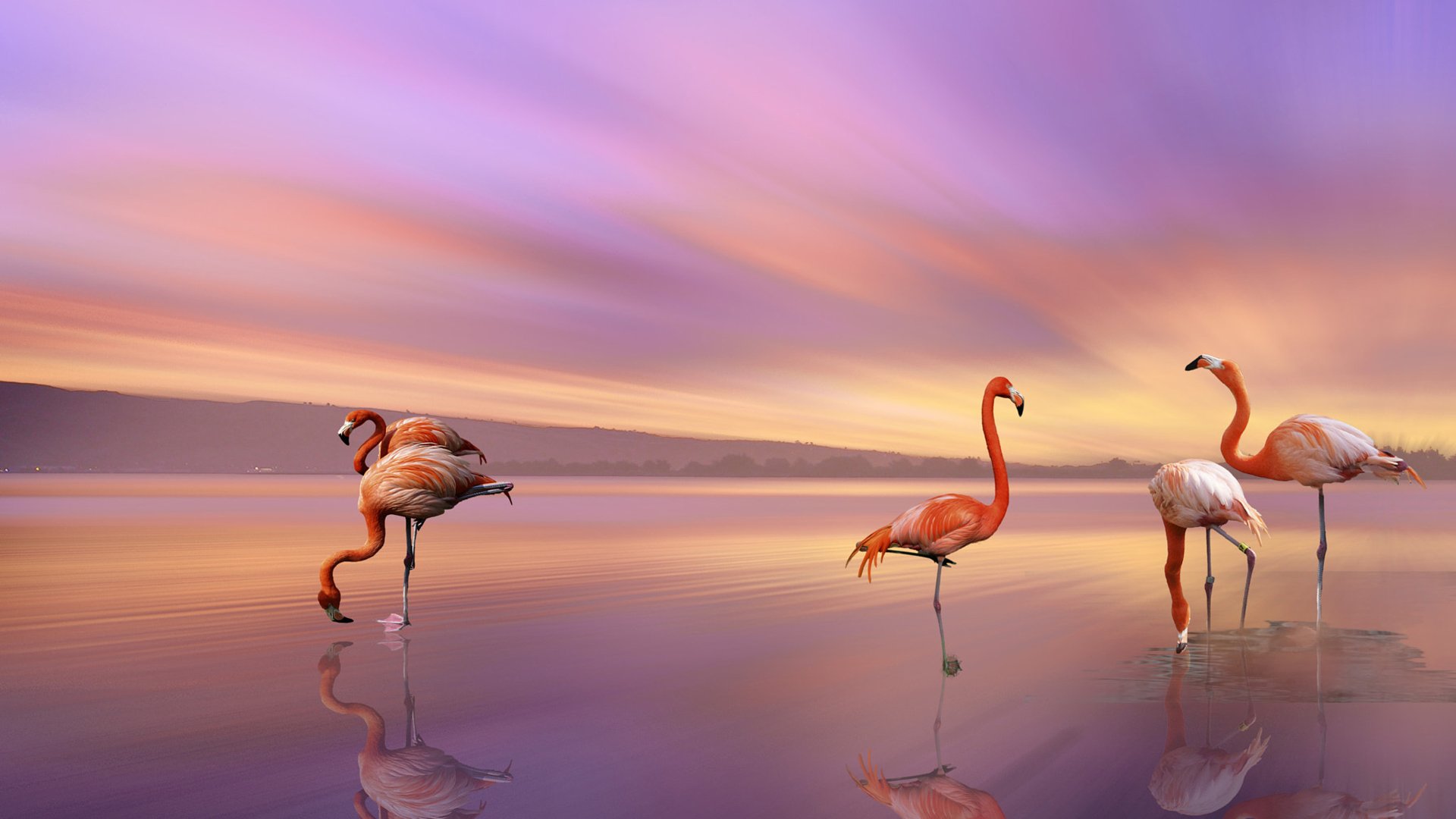 Download Reflection Sunset Beach Bird Animal Flamingo 4k Ultra HD Wallpaper