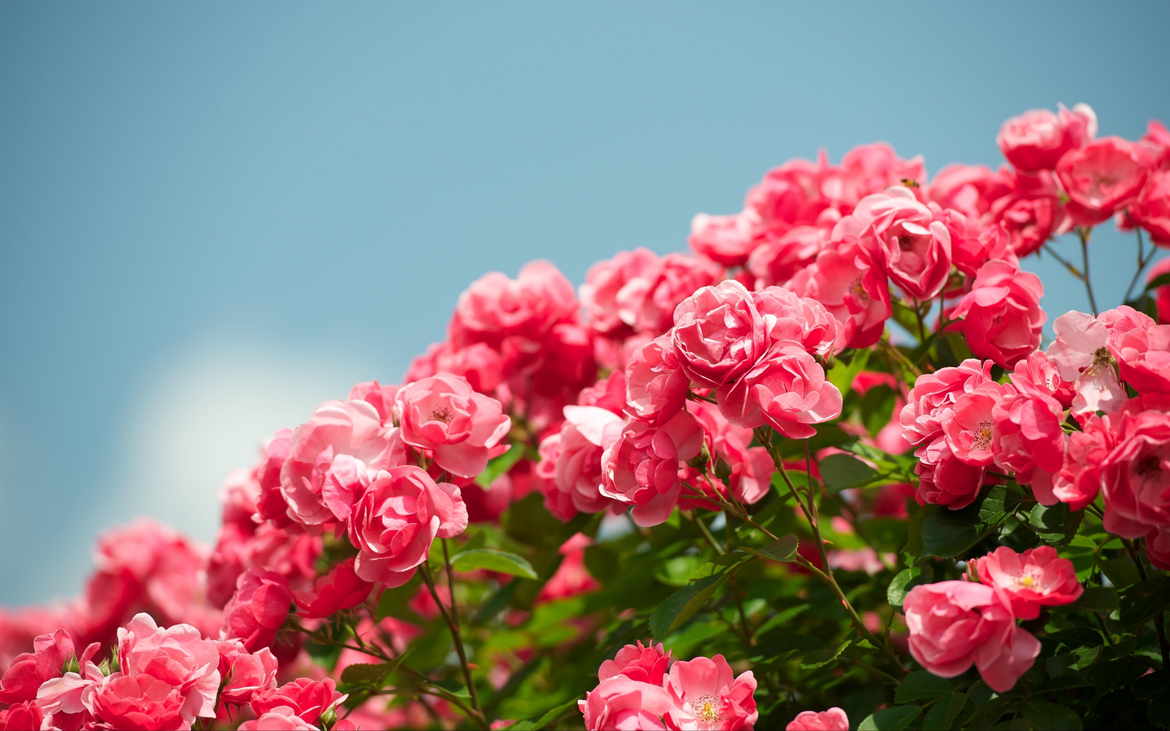 Rose Wallpaper 4K 4K Rose Wallpapers Top Free 4K Rose Backgrounds