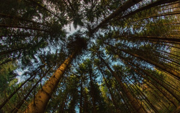 Forest 4k Ultra HD Wallpaper | Background Image | 3840x2160 | ID:928722 ...