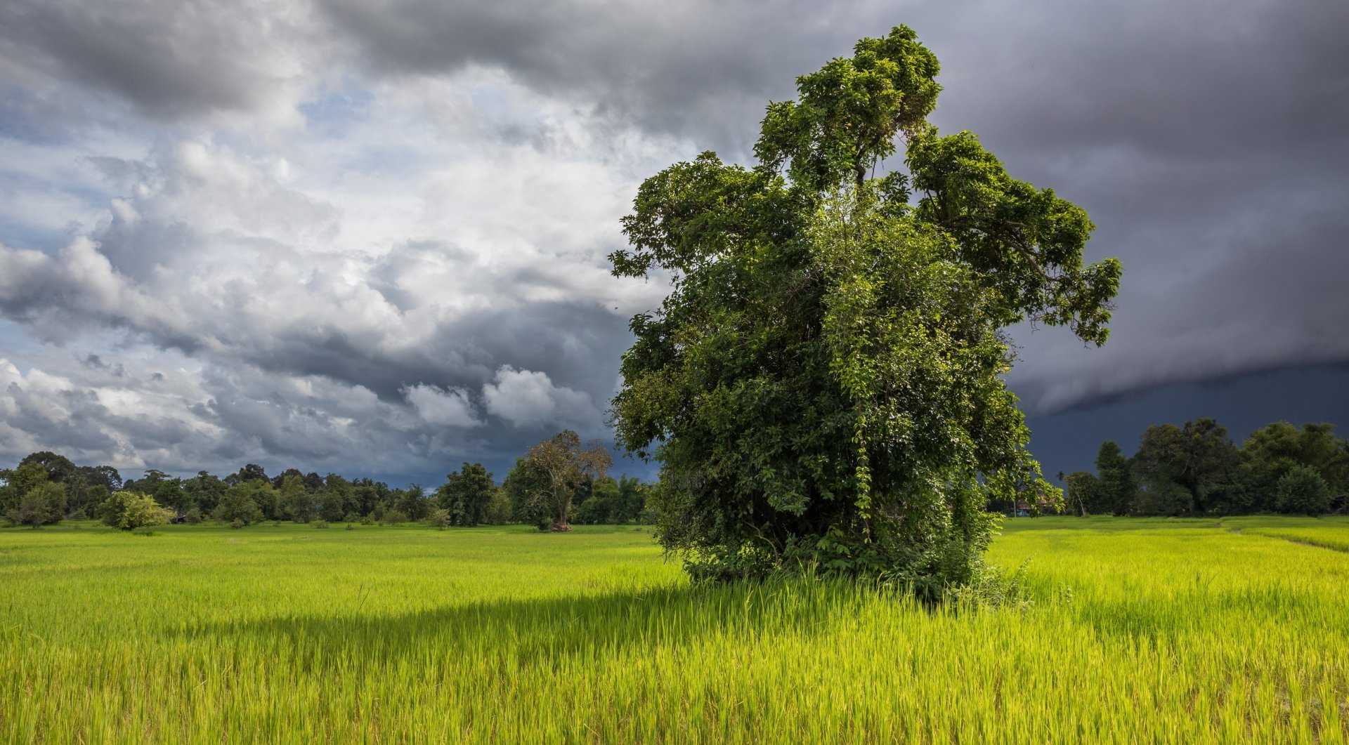 Download Tree Paddy Field Nature Field 4k Ultra HD Wallpaper