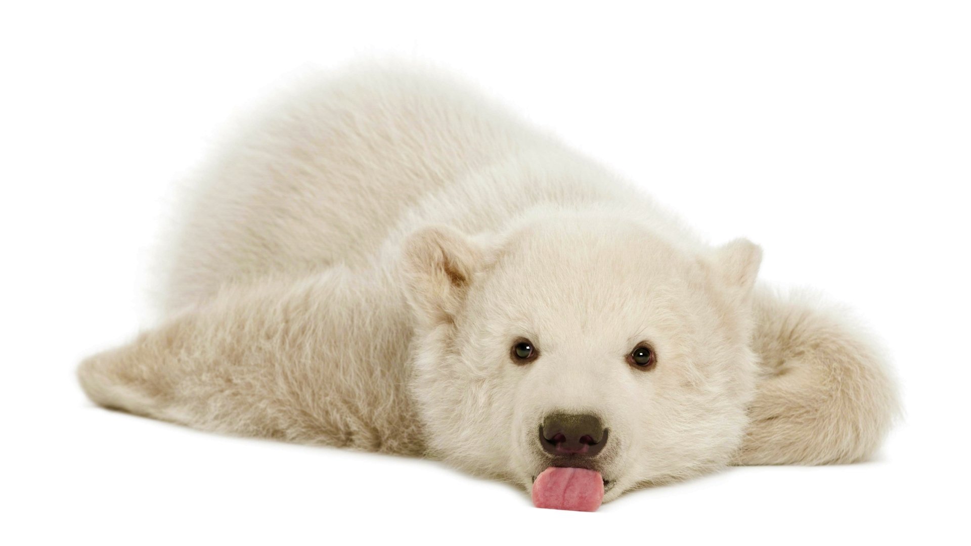 Adorable Polar Bear Cub Lying Down — 5K Ultra HD Wallpaper | 5120x2880 ...