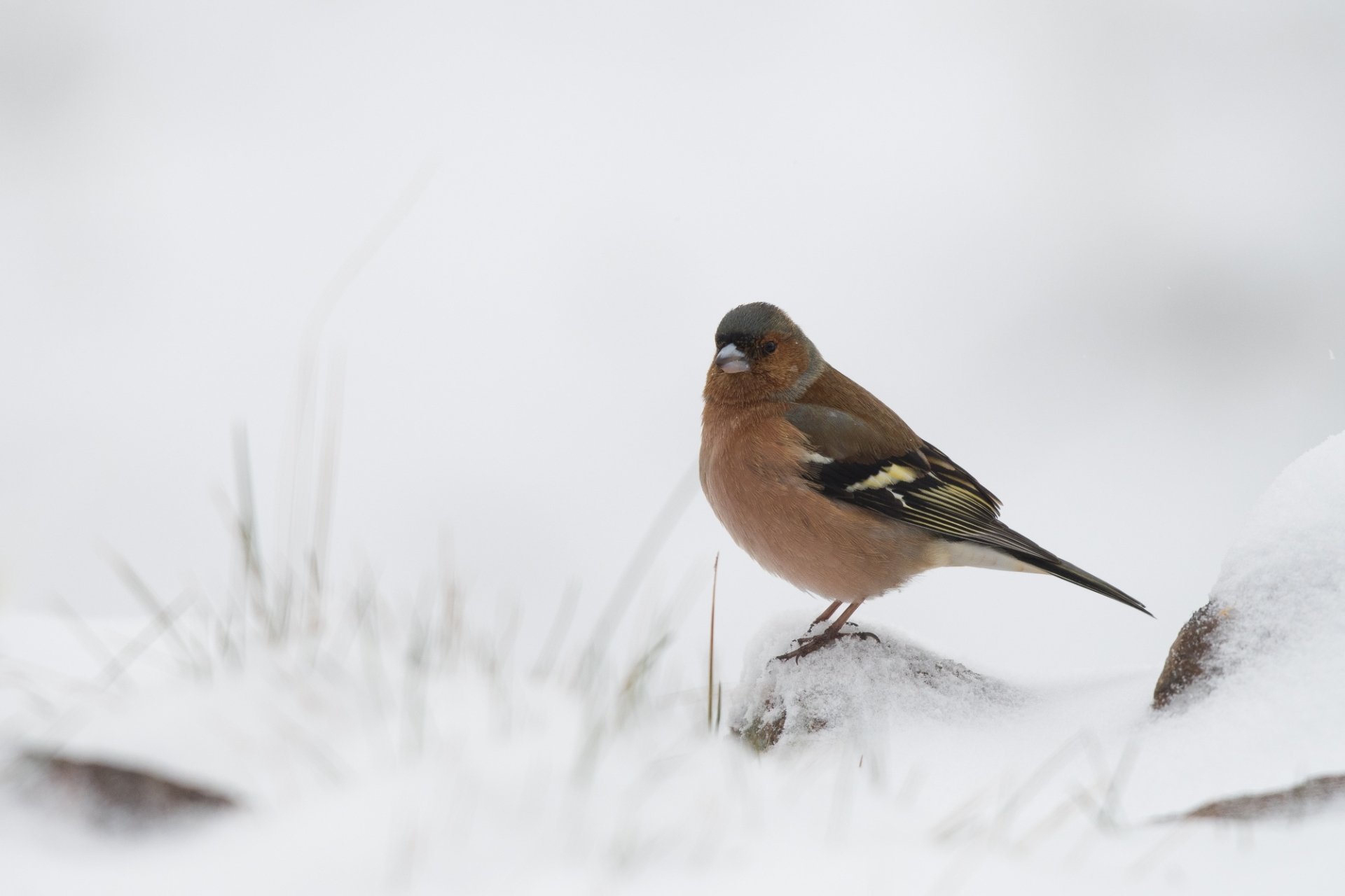 Download Snow Winter Bird Animal Finch HD Wallpaper
