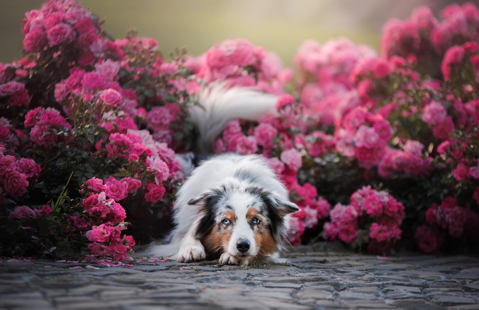 Download Pink Flower Dog Animal Australian Shepherd HD Wallpaper