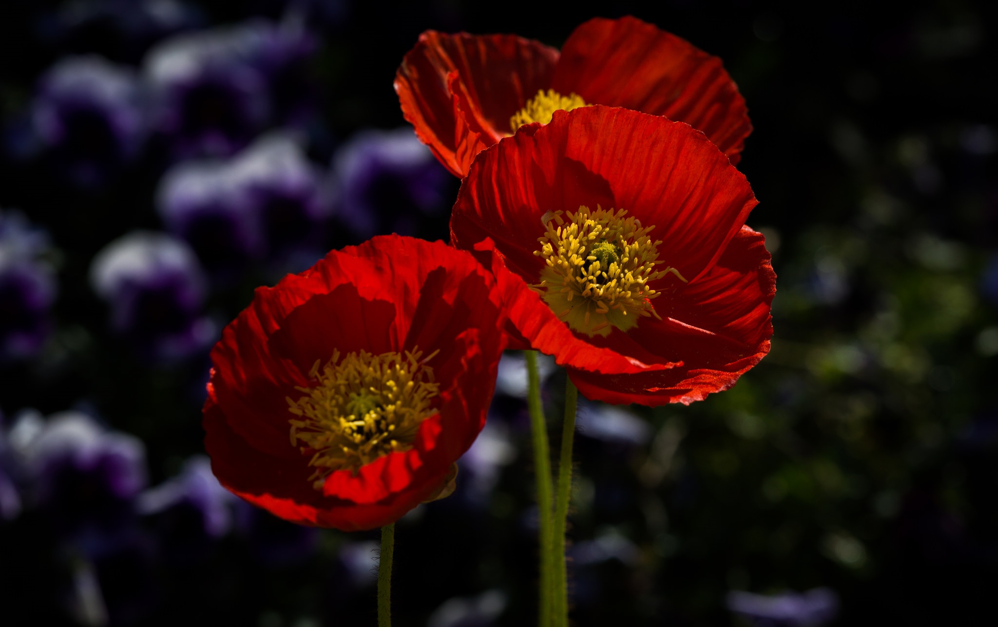 Download Nature Poppy HD Wallpaper