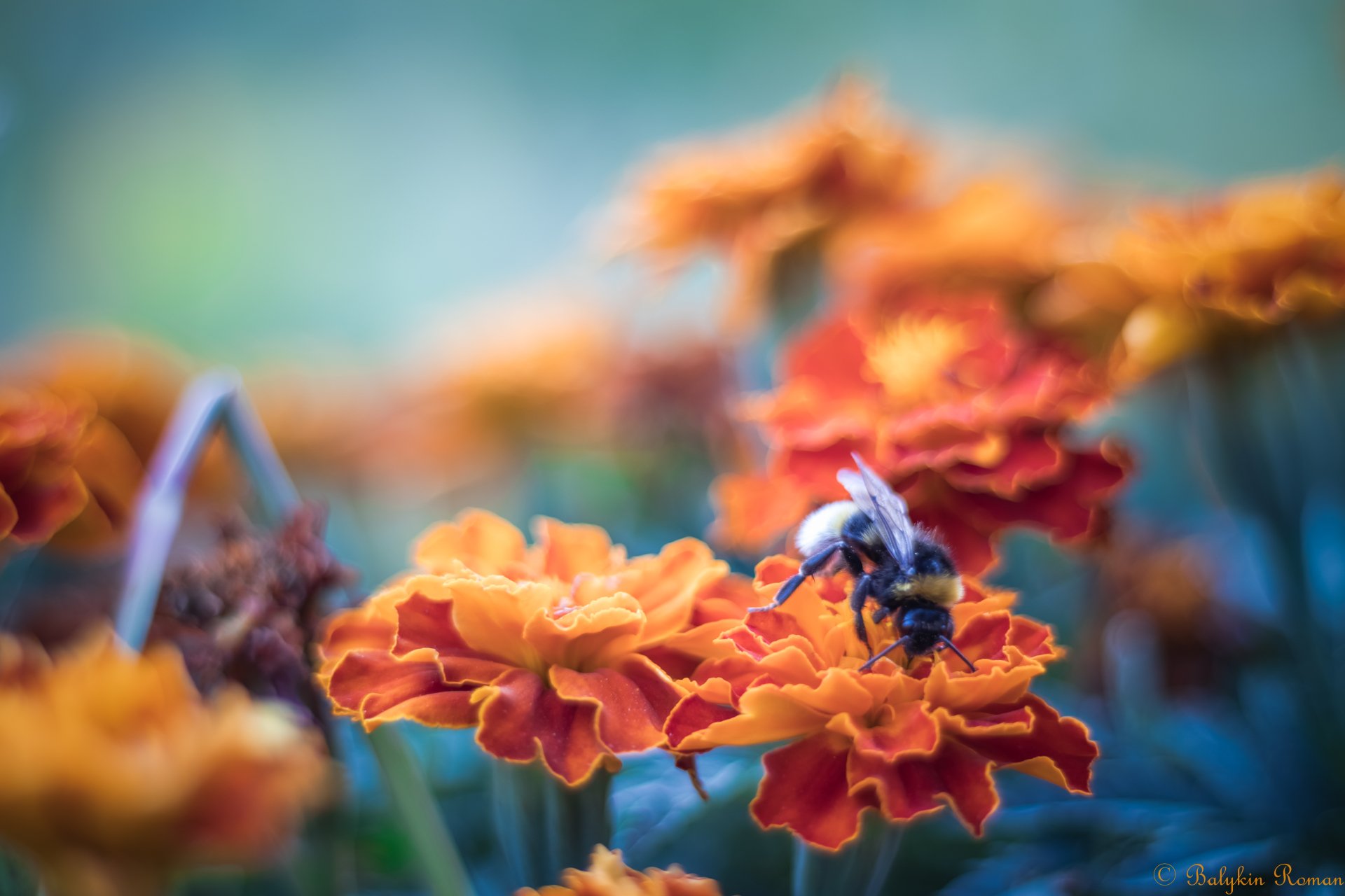 Download Flower Animal Bee 4k Ultra HD Wallpaper by Vergilius