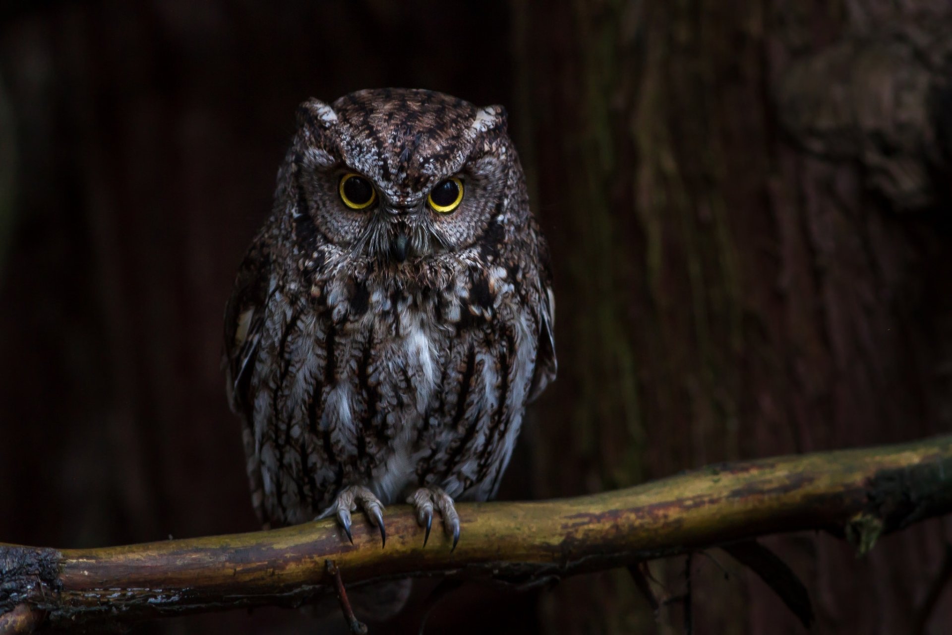 Majestic Owl in HD: A Stunning Wildlife Wallpaper