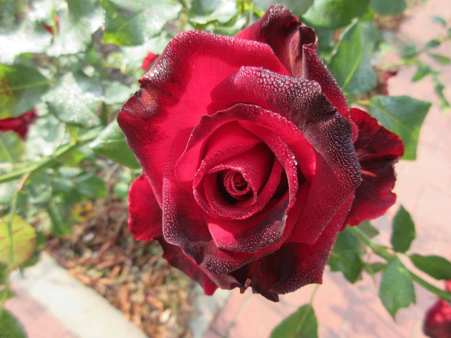 Nature Rose HD Wallpaper by Meduzanol