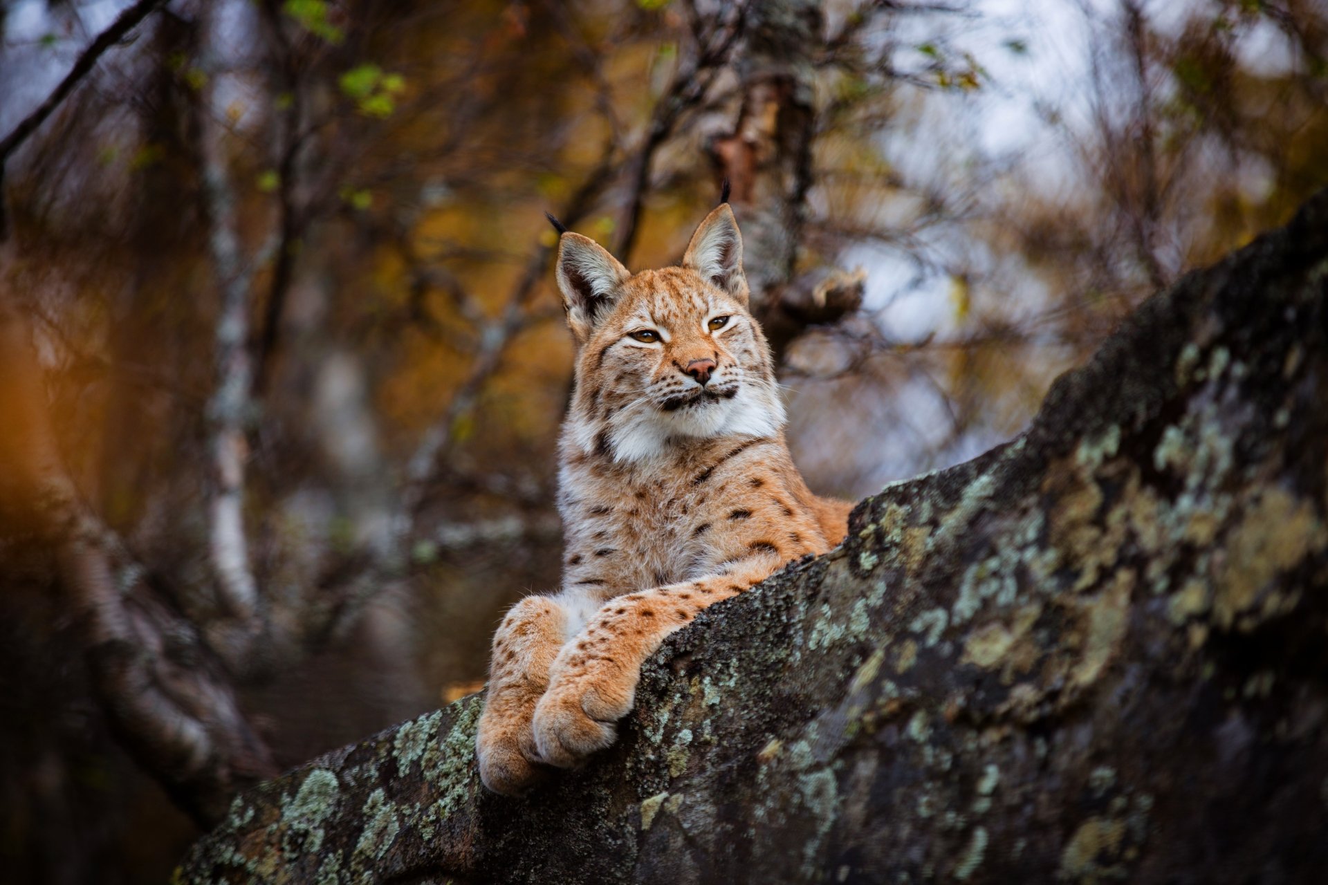 Download Animal Lynx 4k Ultra HD Wallpaper