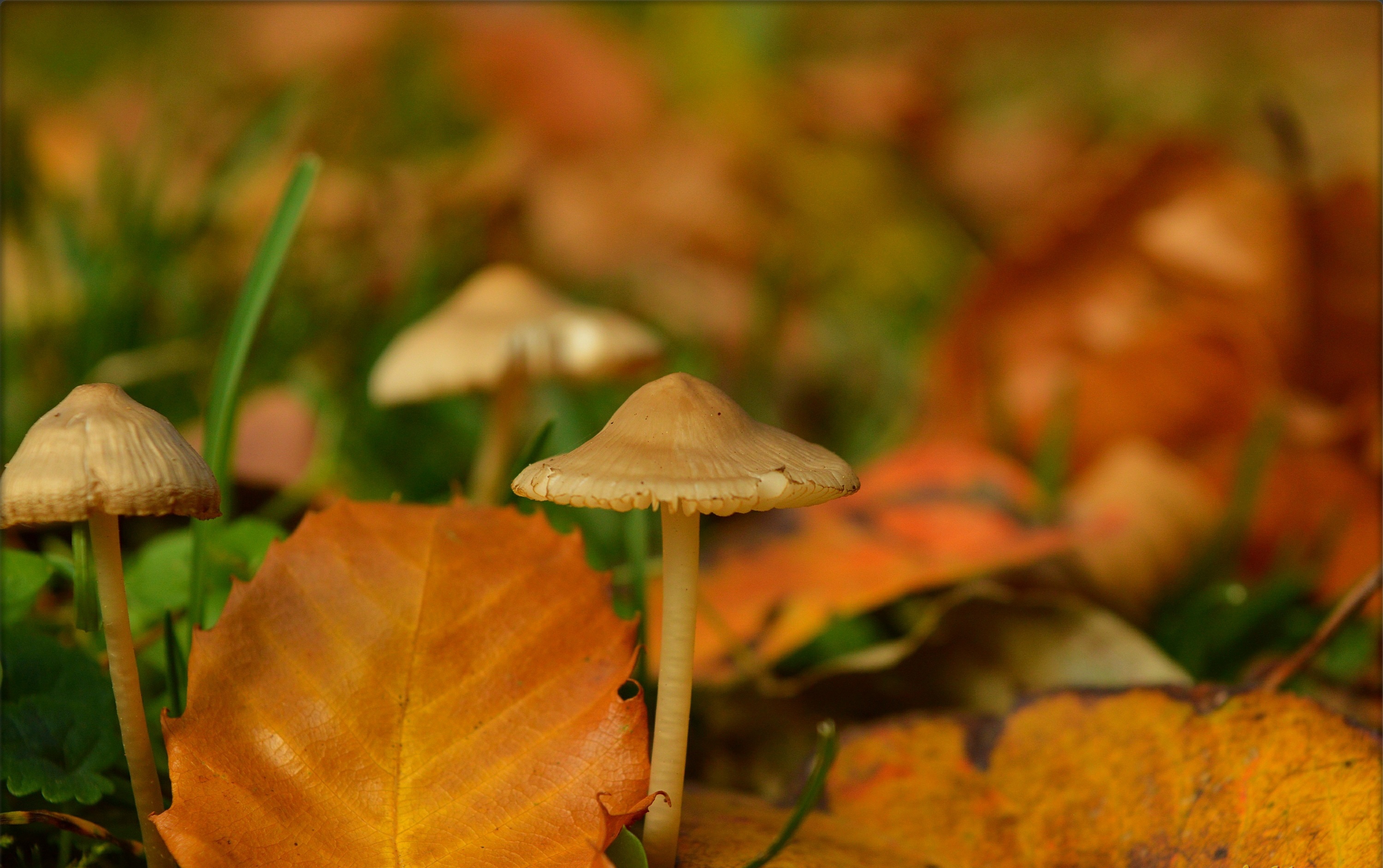 Download Fall Macro Nature Mushroom HD Wallpaper