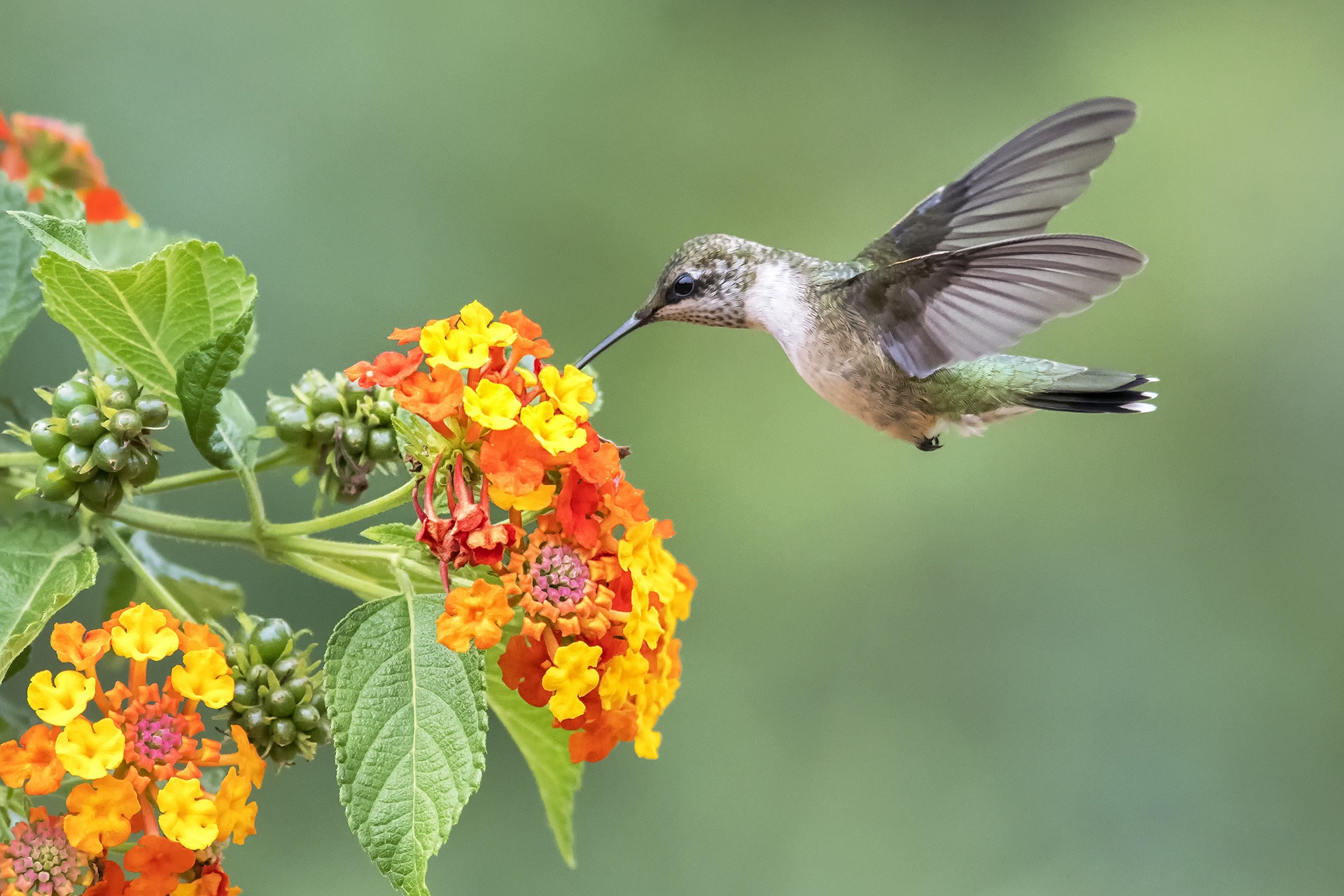 Hummingbird Backgrounds