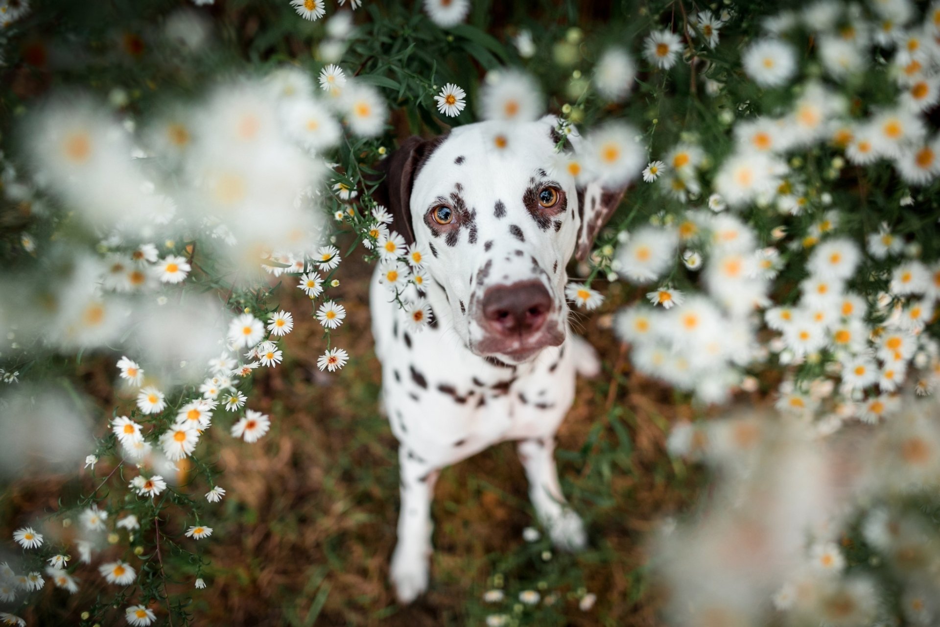Download White Flower Flower Dog Animal Dalmatian HD Wallpaper
