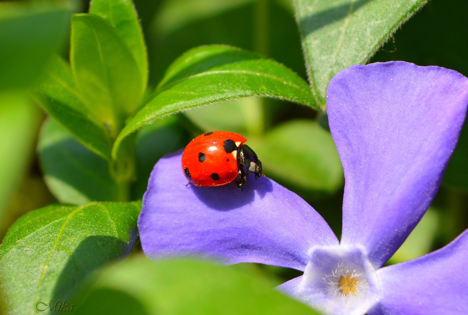 Download Flower Macro Insect Animal Ladybug HD Wallpaper