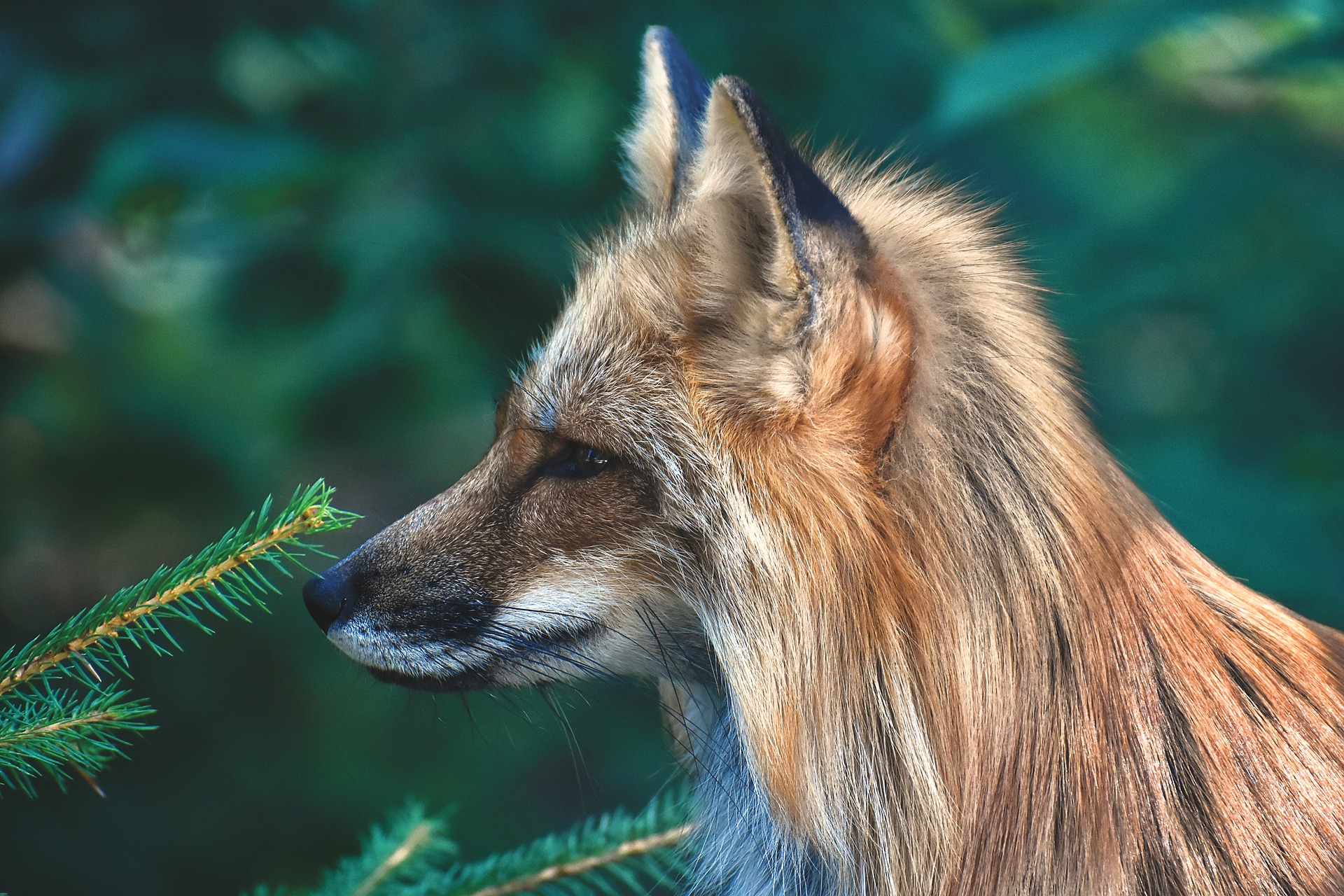 Majestic Fox in HD: Stunning Wildlife Wallpaper by Alexas_Fotos