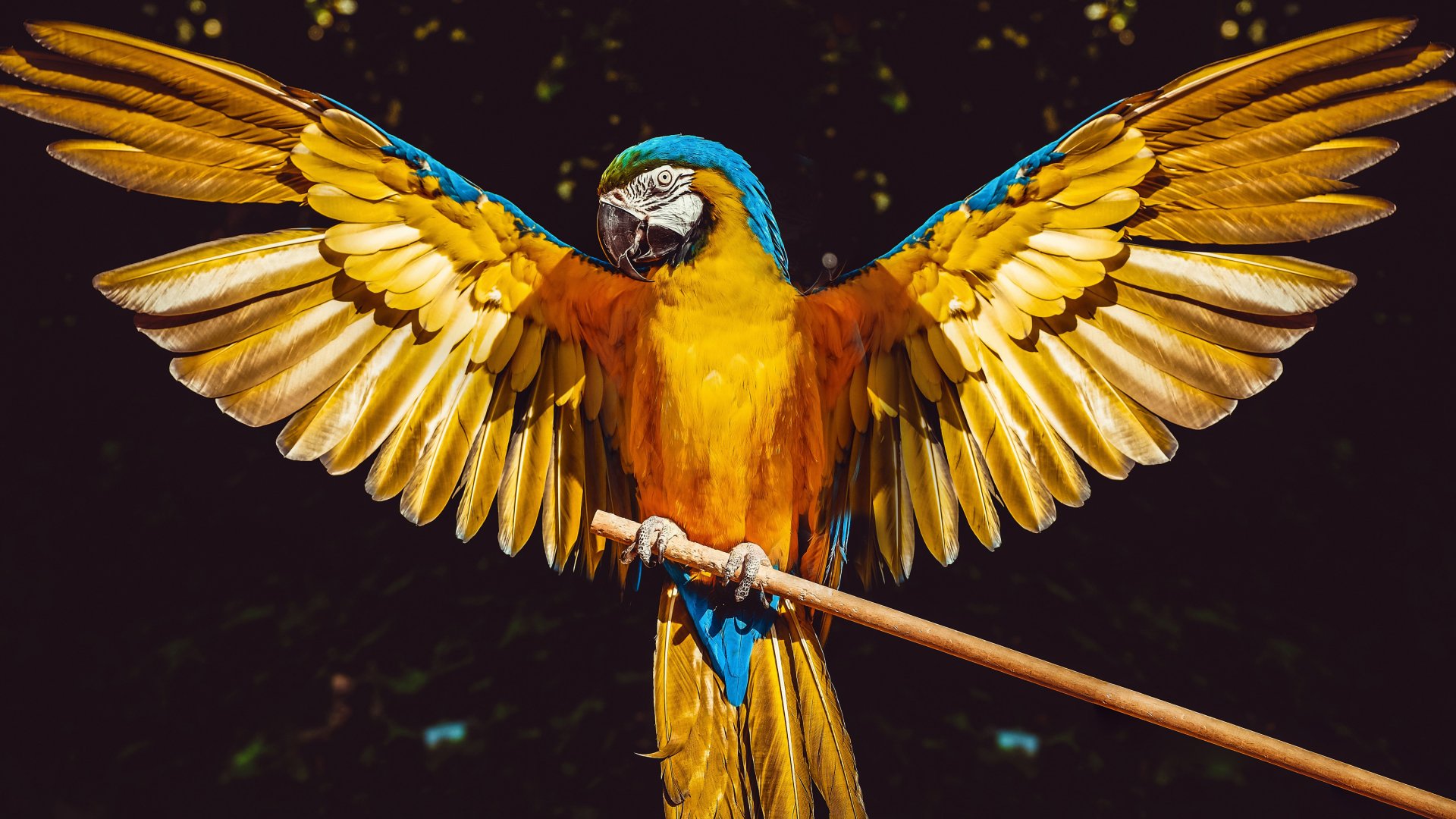 Skyfire Macaw — 5K Ultra HD Blue-and-Yellow Parrot Wallpaper ...